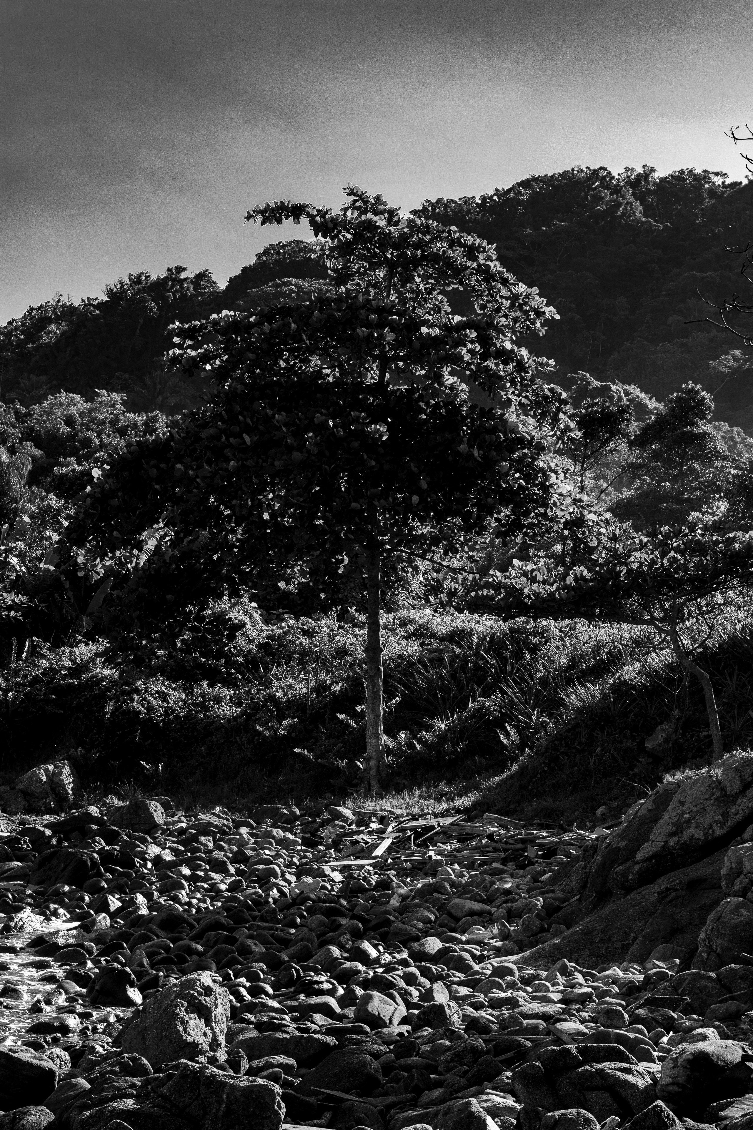 Solitary Tree in a Moonlit Pebble Creek