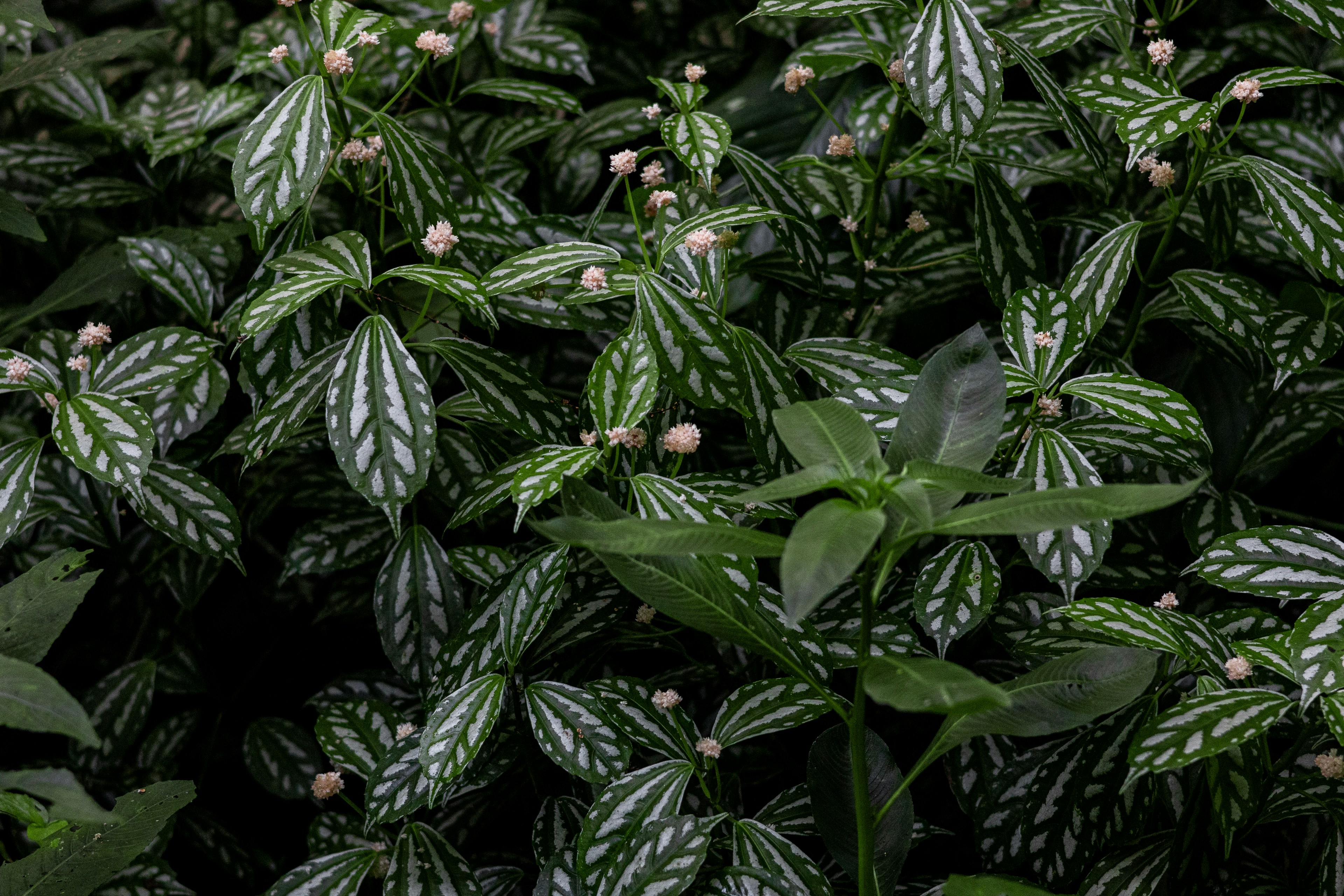 Veined Shadow Garden: Subtle Pink Buds Among Glossy Green Foliage
