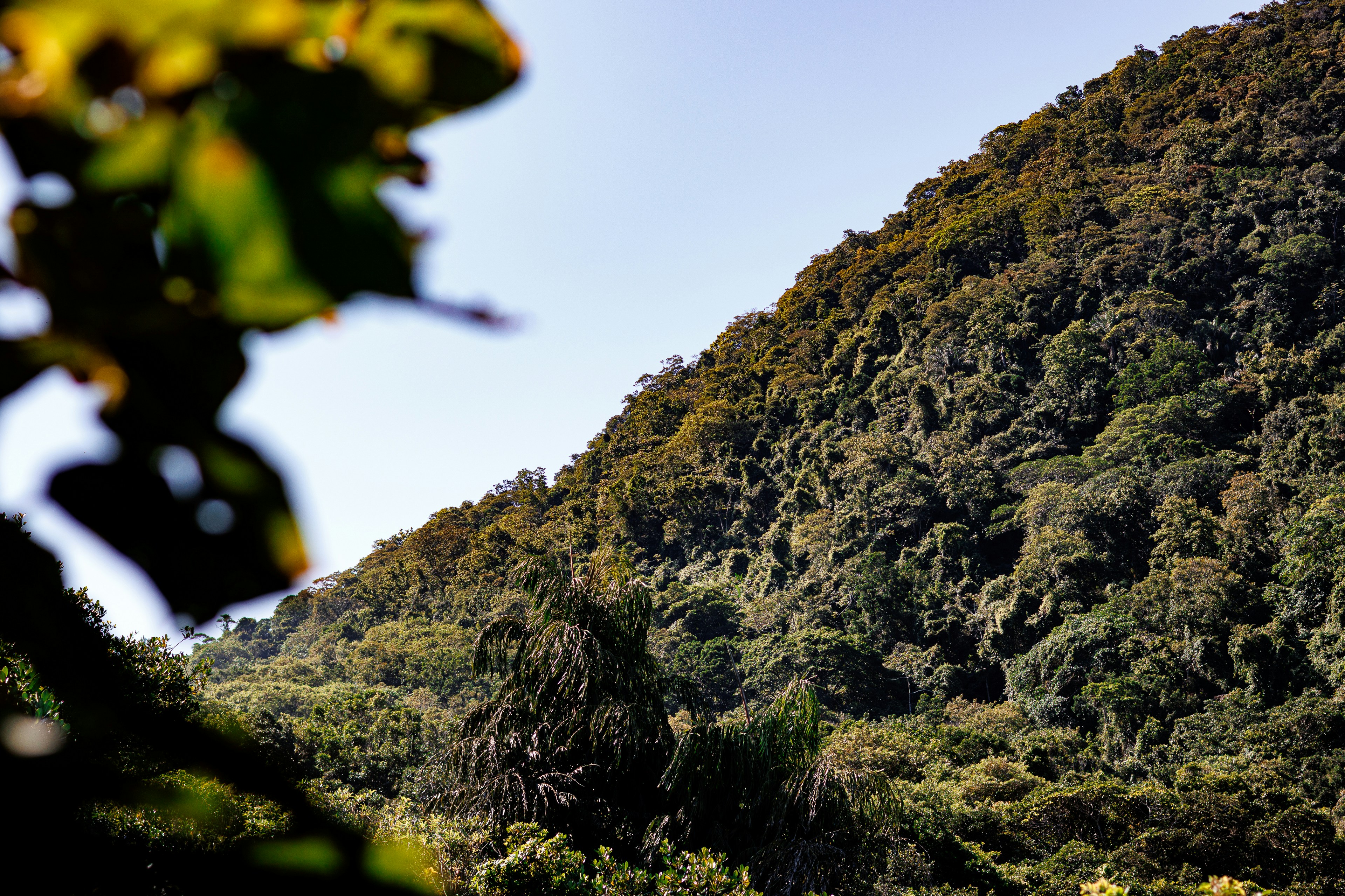 Hidden Crest: A Quiet Forest Slope Under Open Sky