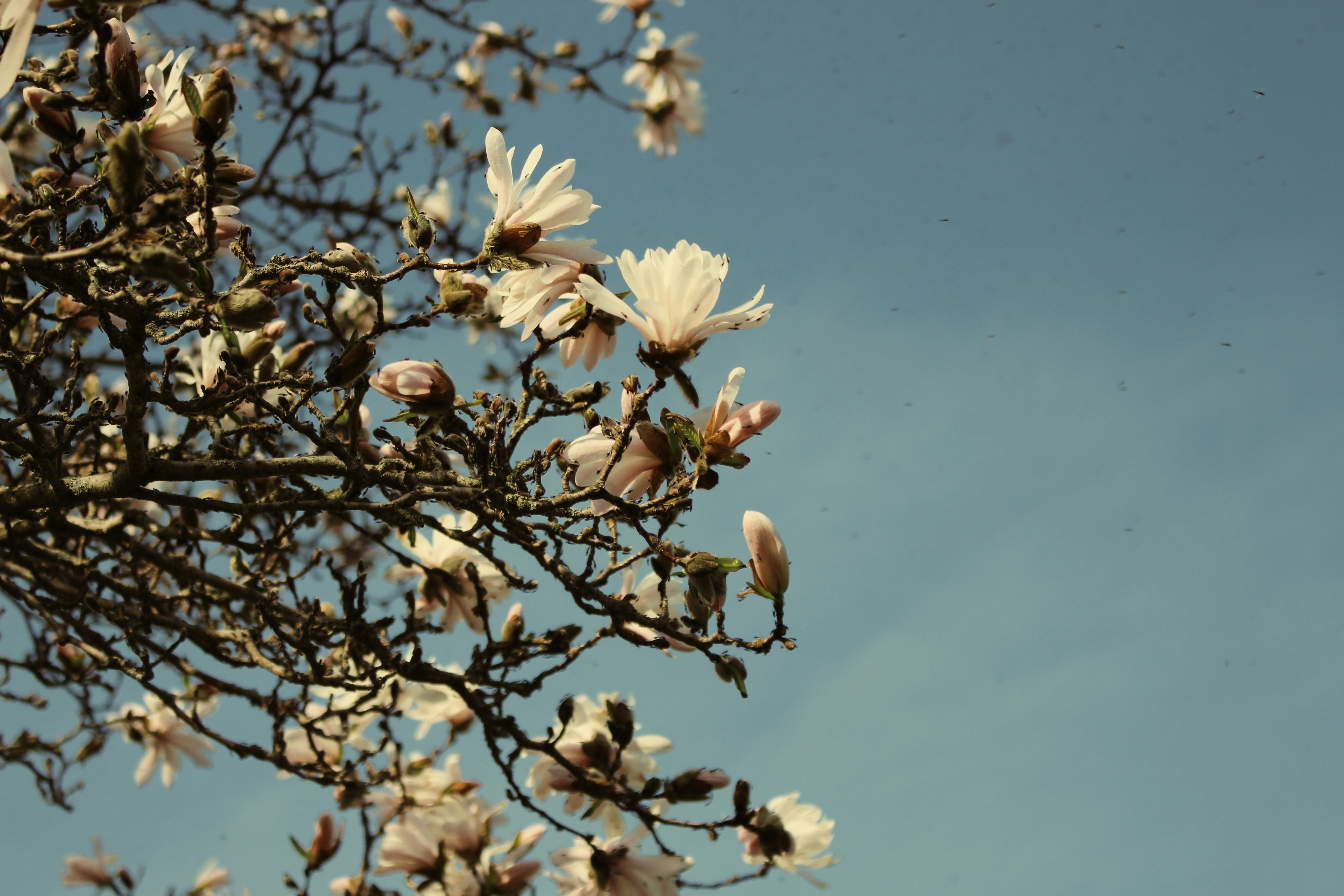 Blooming Branches Against a Clear Sky