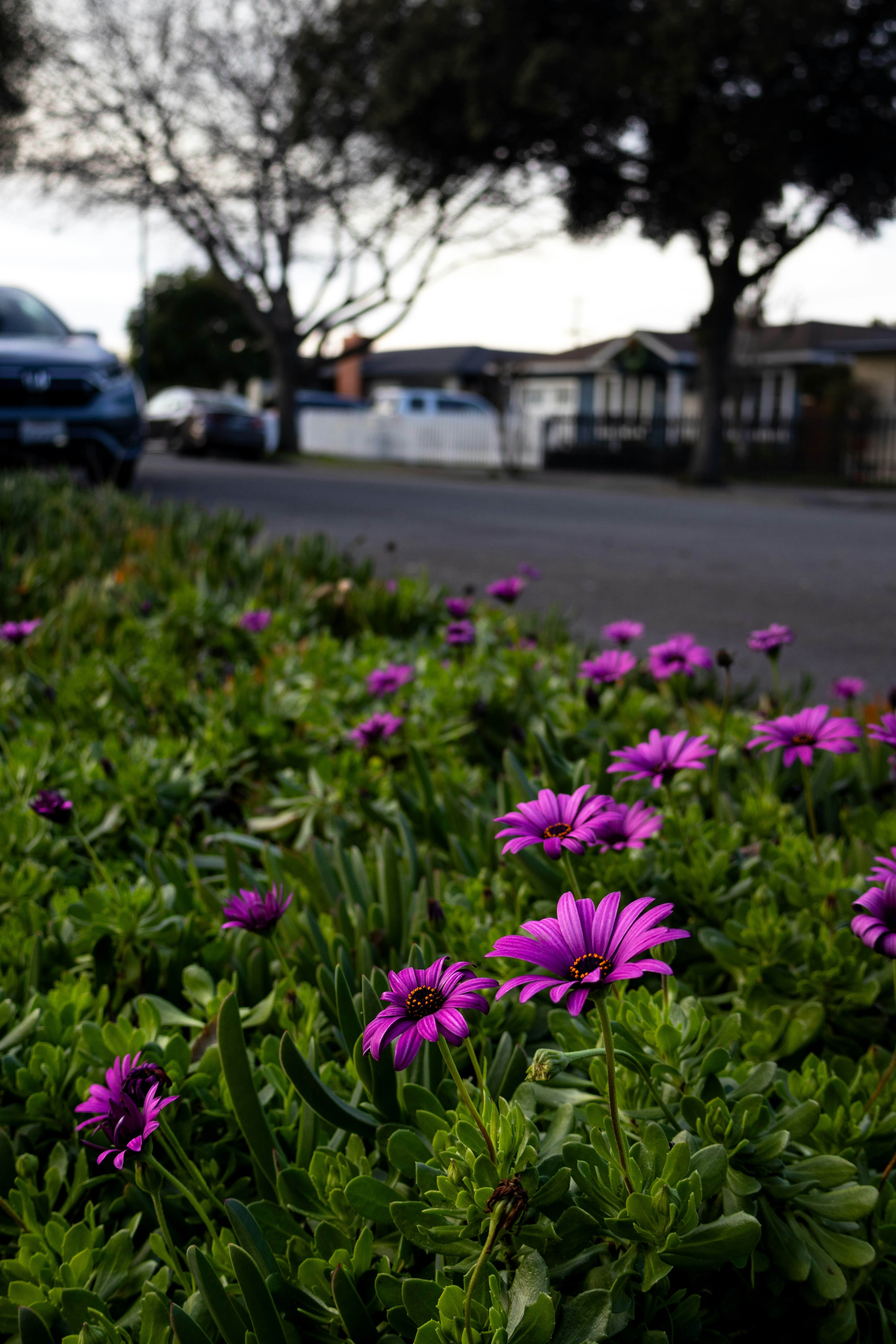 Vivid Magenta Blooms Along a Quiet Street Verge
