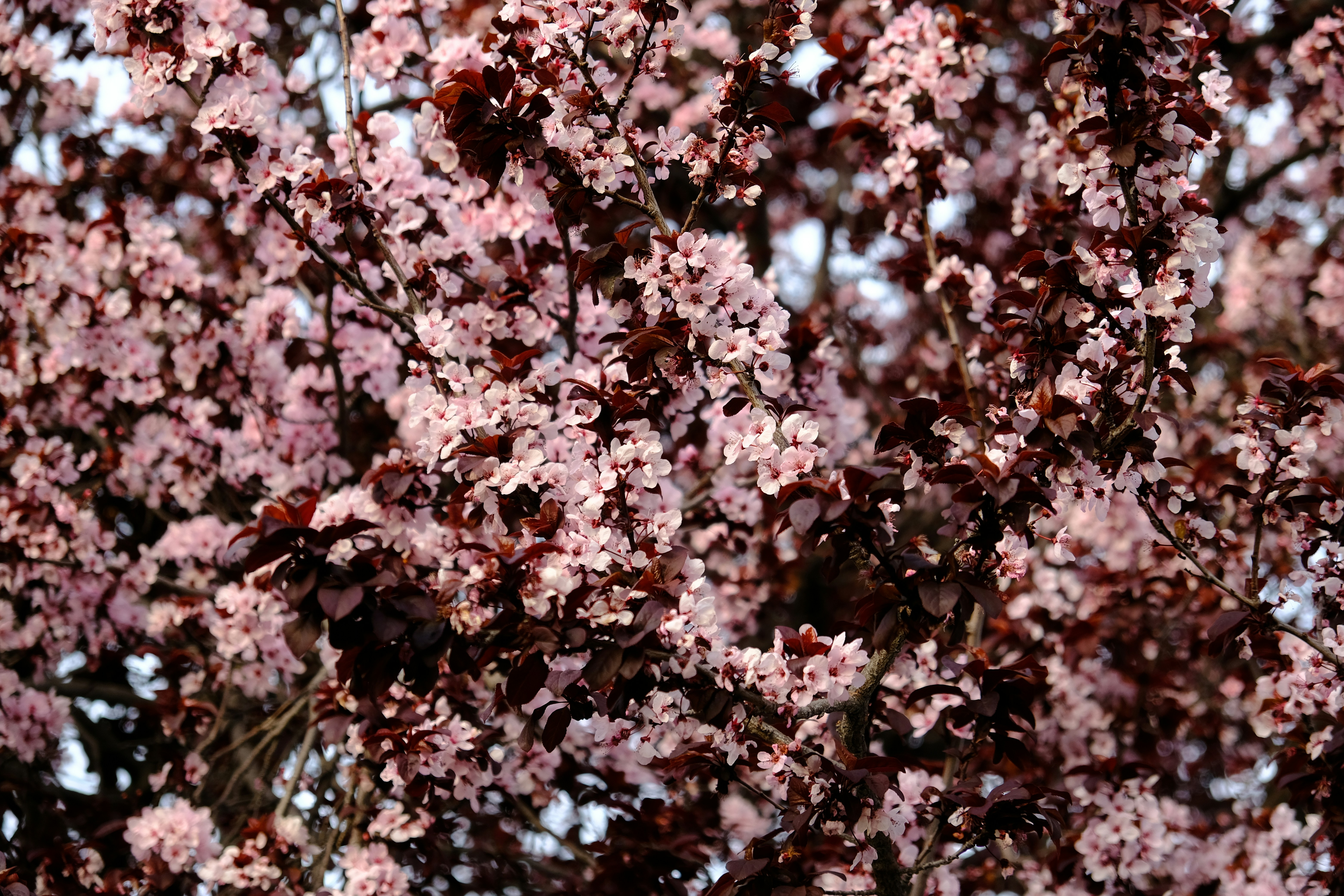 Blossom Chorus in Soft Evening Light