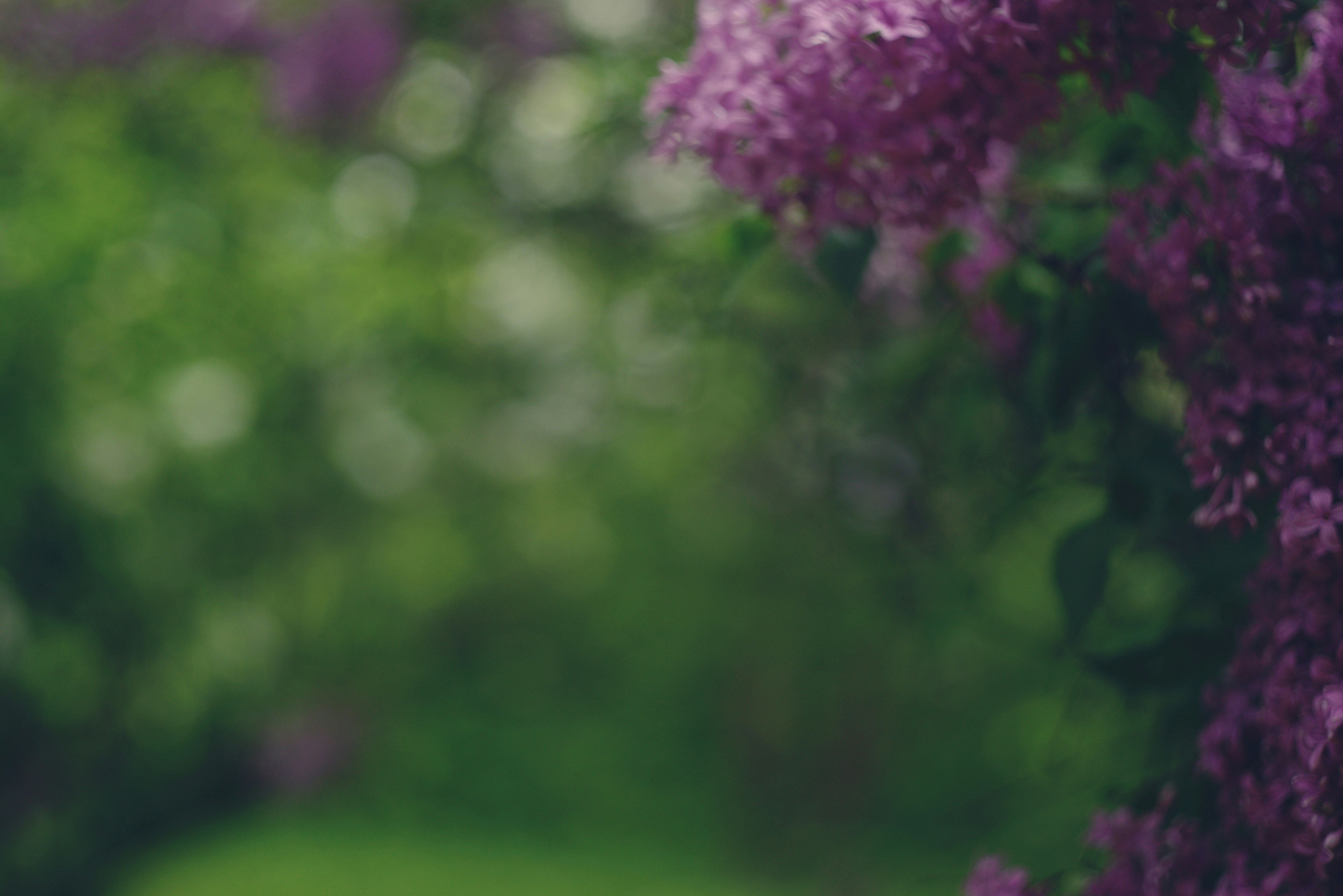 Blossoms at the Edge: Soft Focus in a Spring Garden