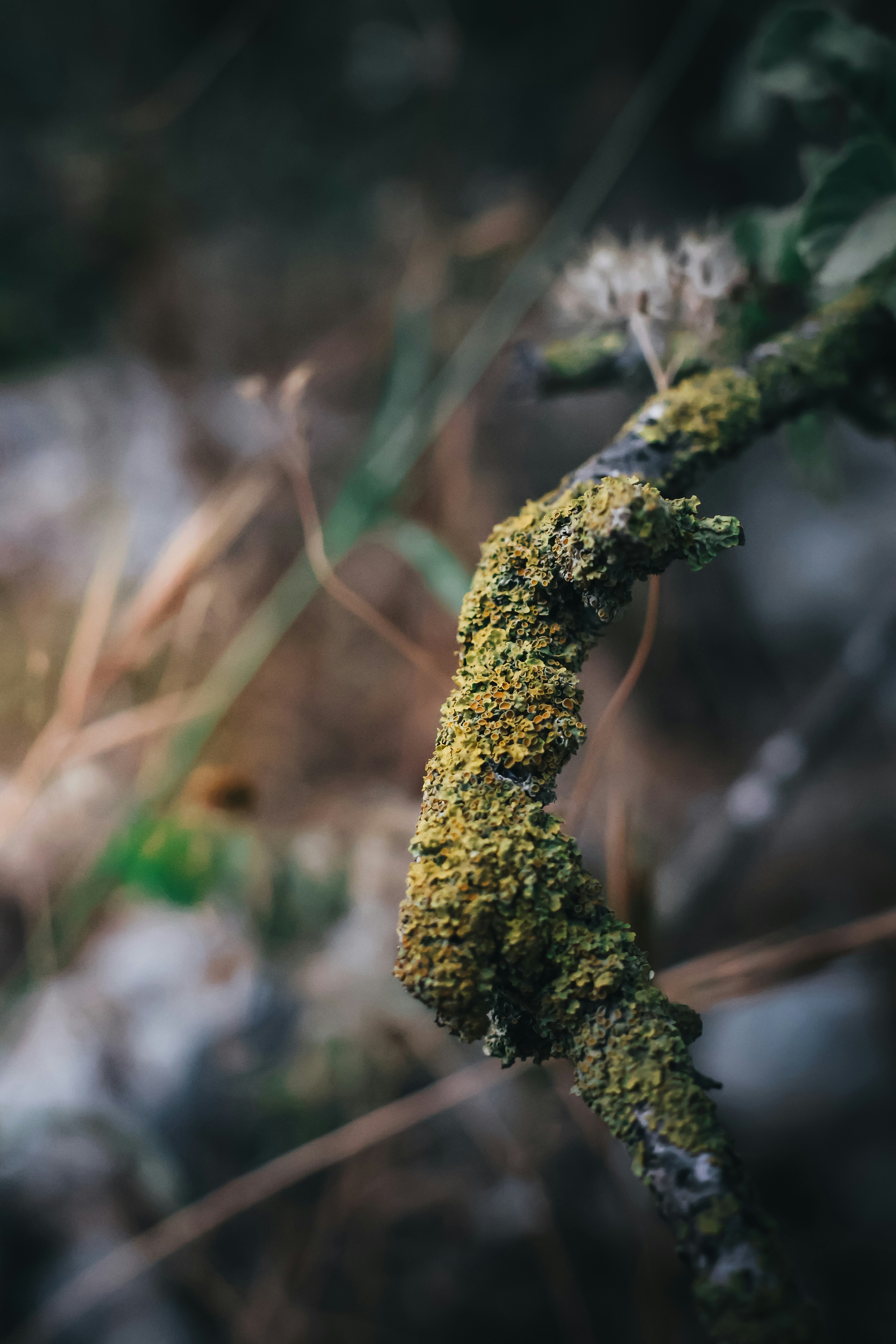 Moss-Covered Tendril: A Close-Up of Quiet Texture