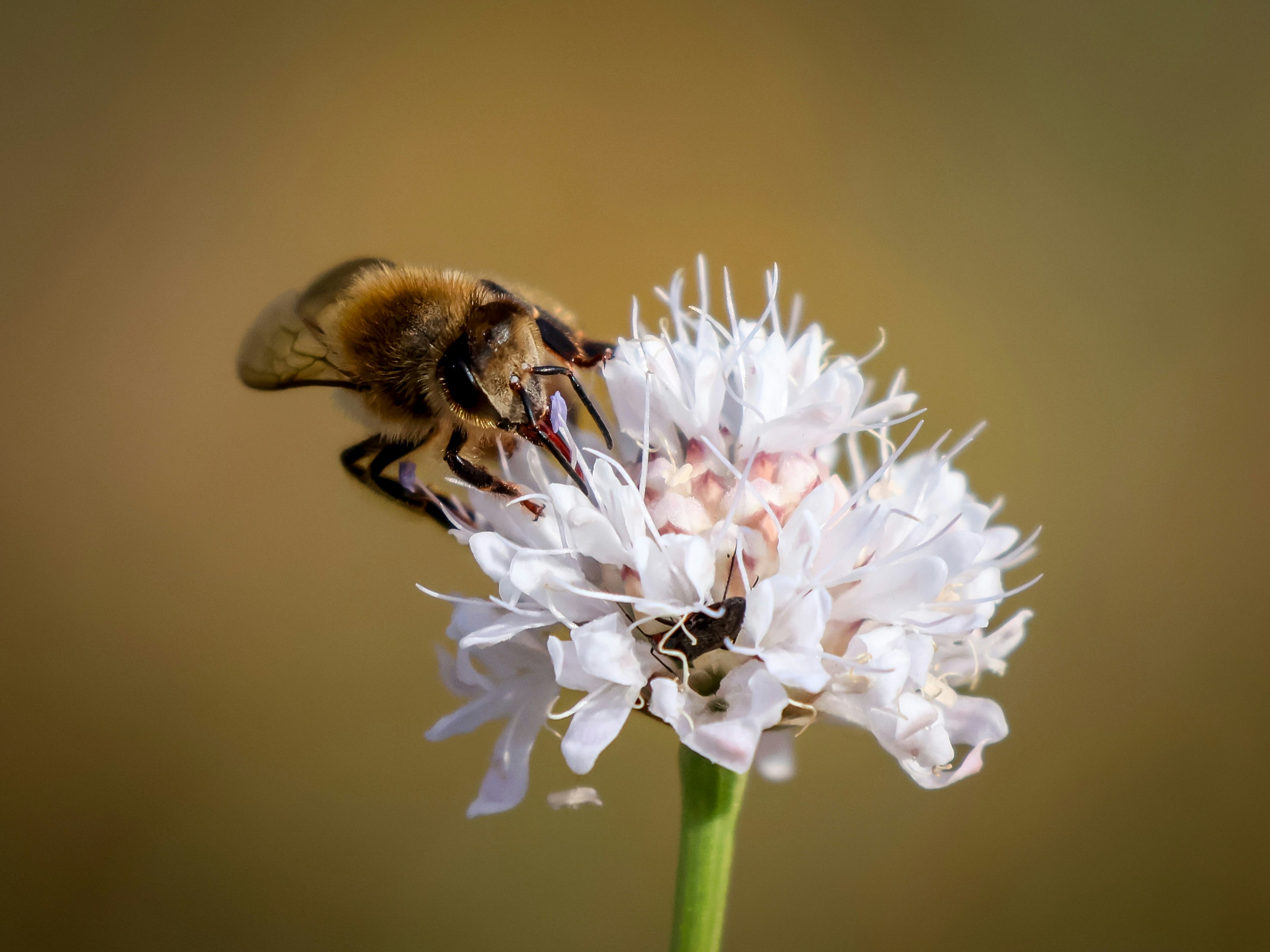 Bee at the White Bloom: A Minute of Harvest