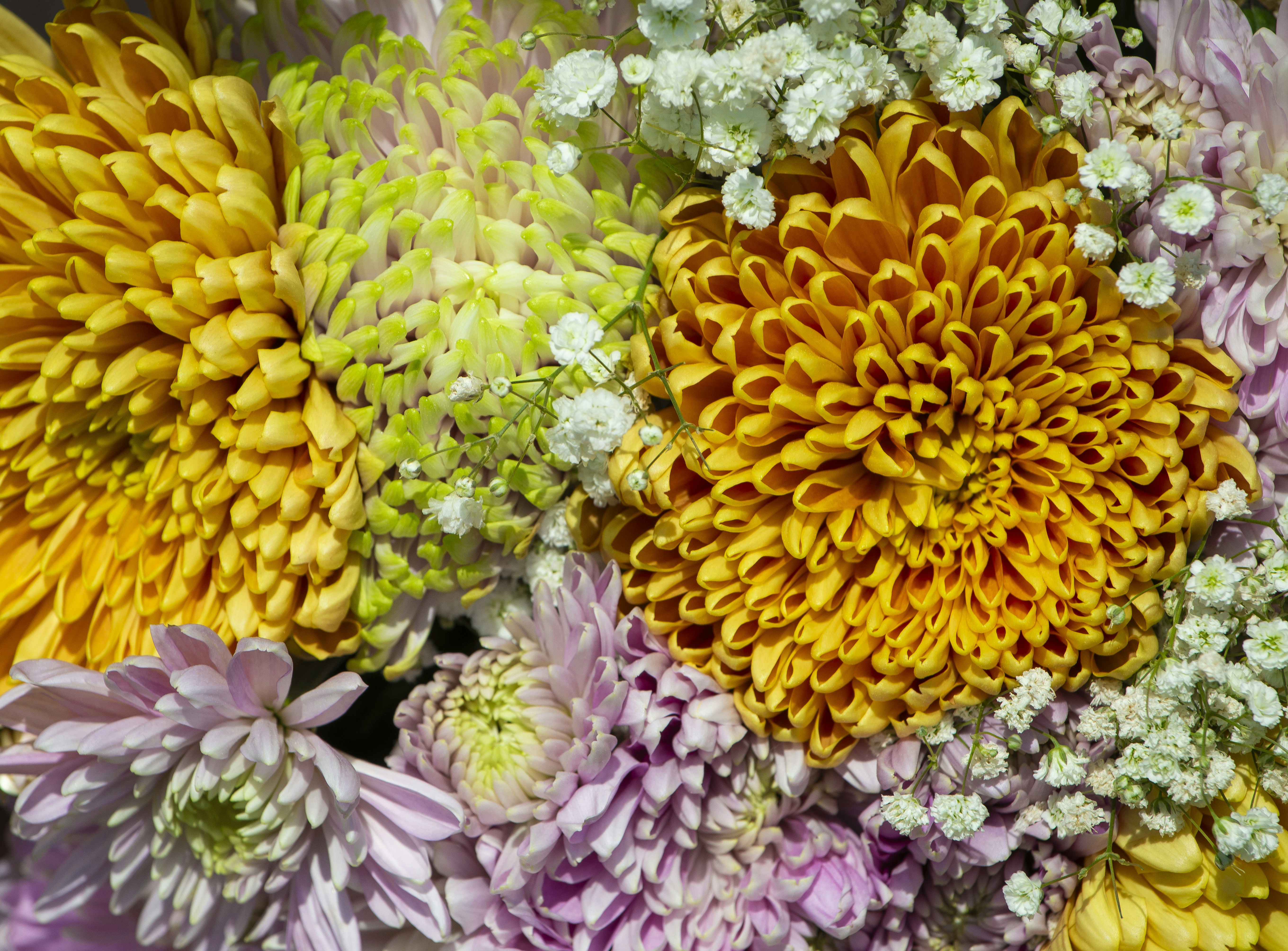 Golden Chrysanthemums Amid Pastel Blooms
