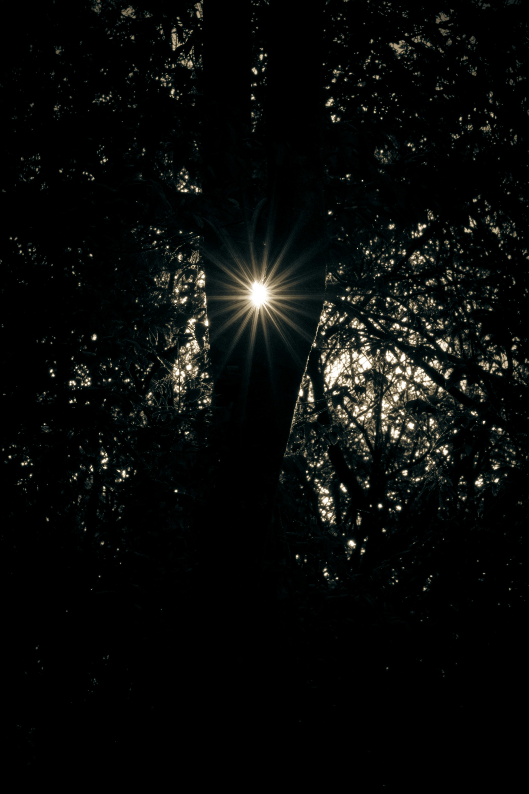 Starburst through the Silent Arbor