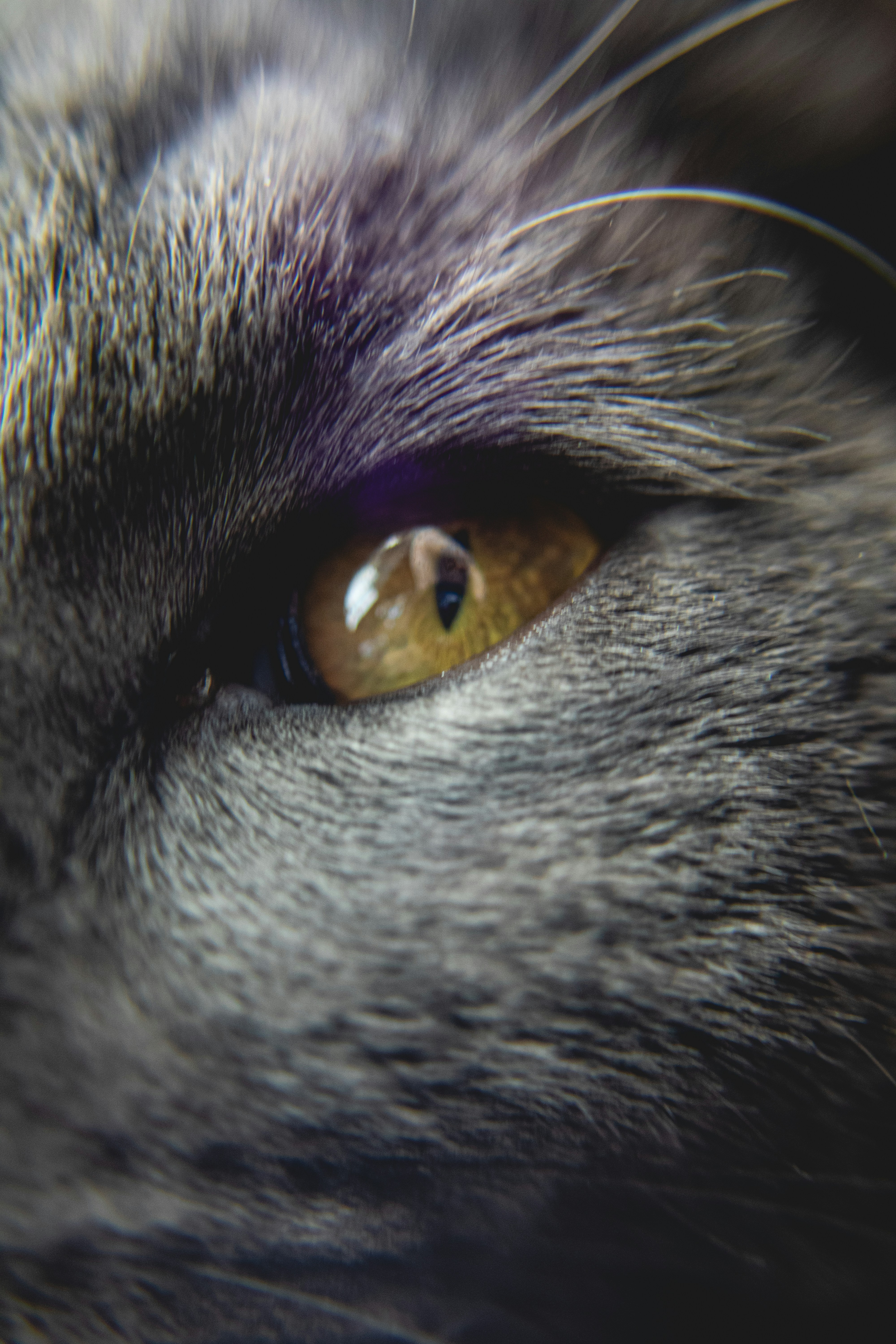 Golden Gaze: A Close-Up of Cat's Amber Eye