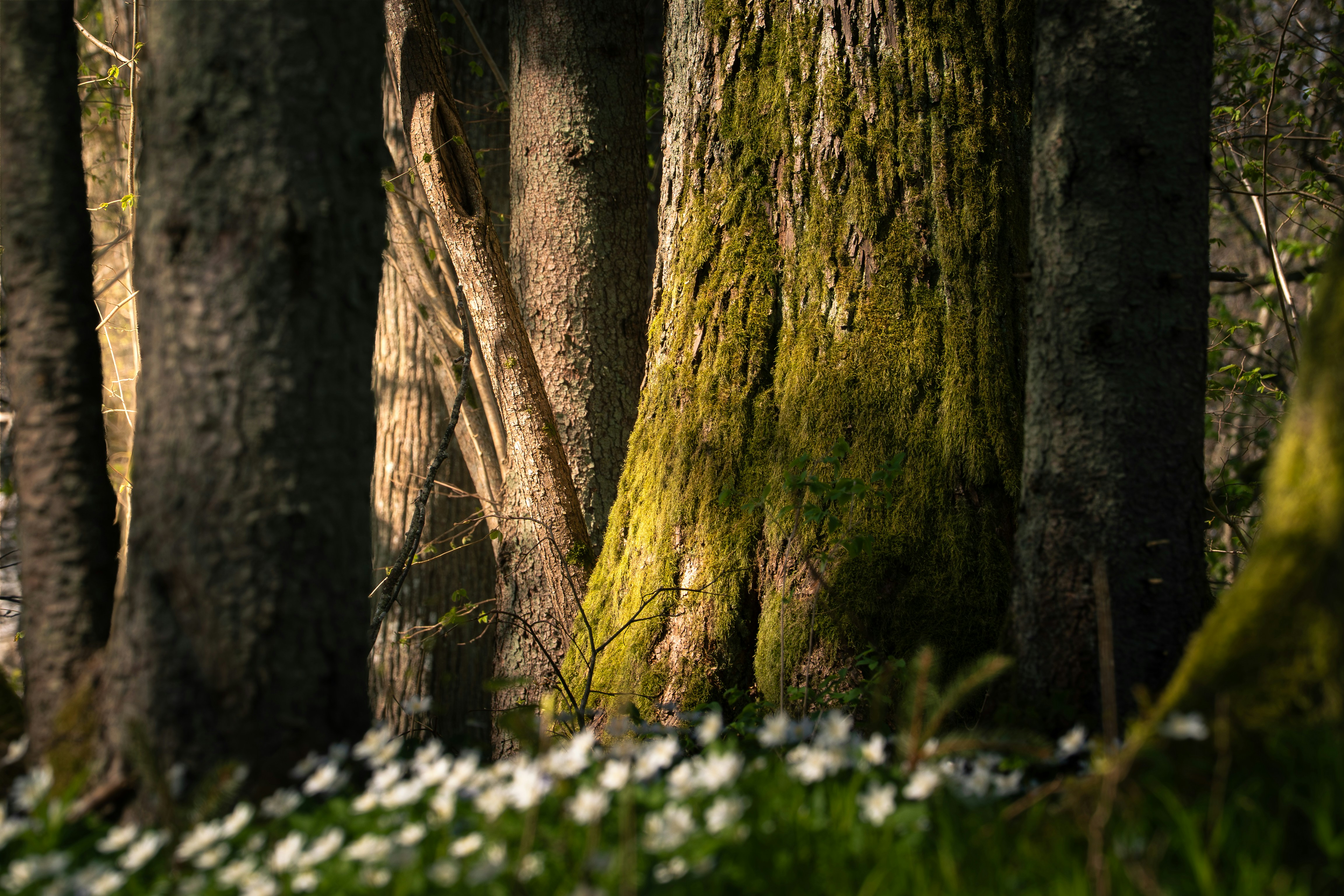 Moss-Cailed Trunks in Quiet Dawn Forest