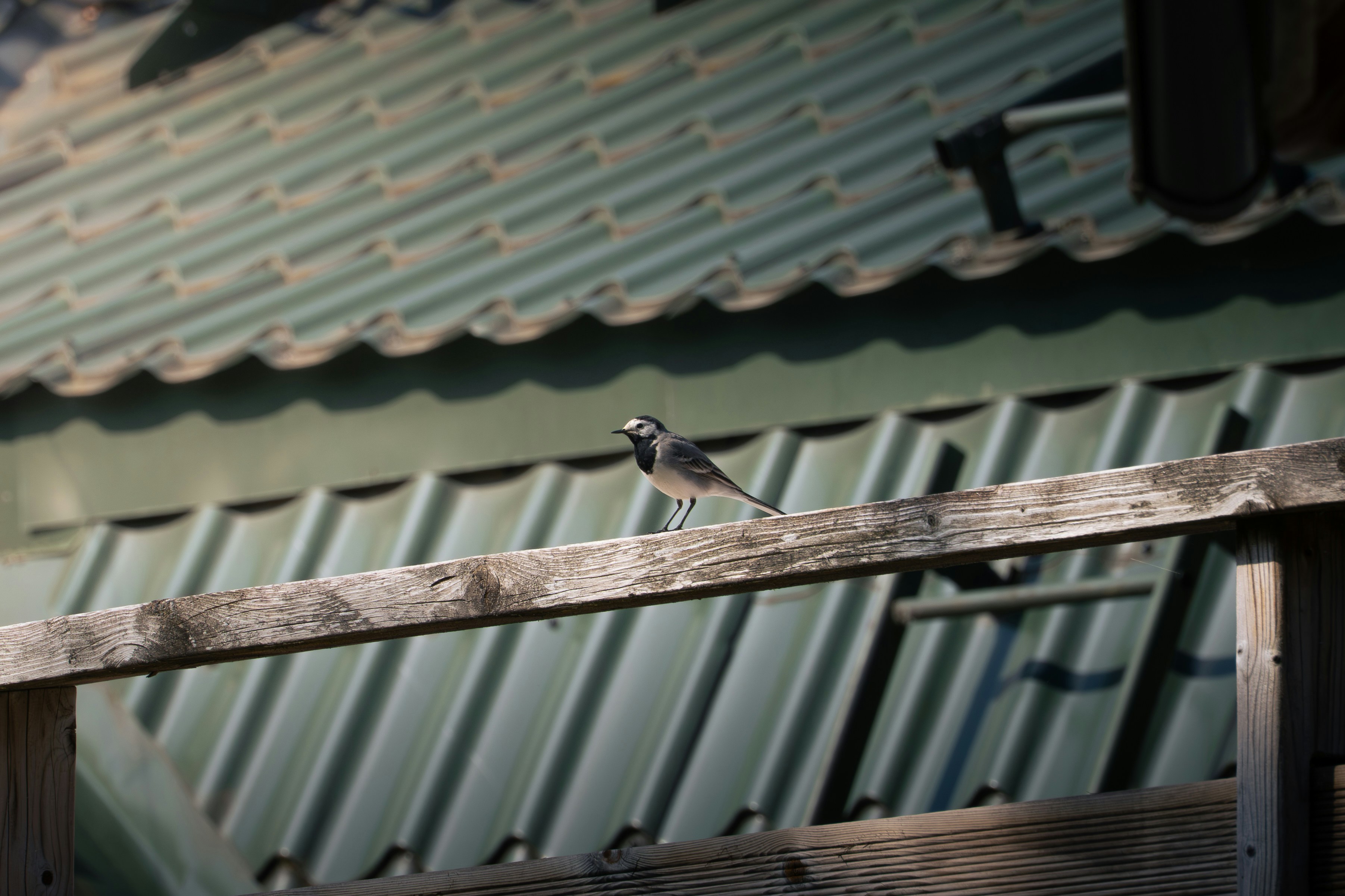 Perch on Weathered Rail: A Lone Magpie Observes the Distant Rooflines