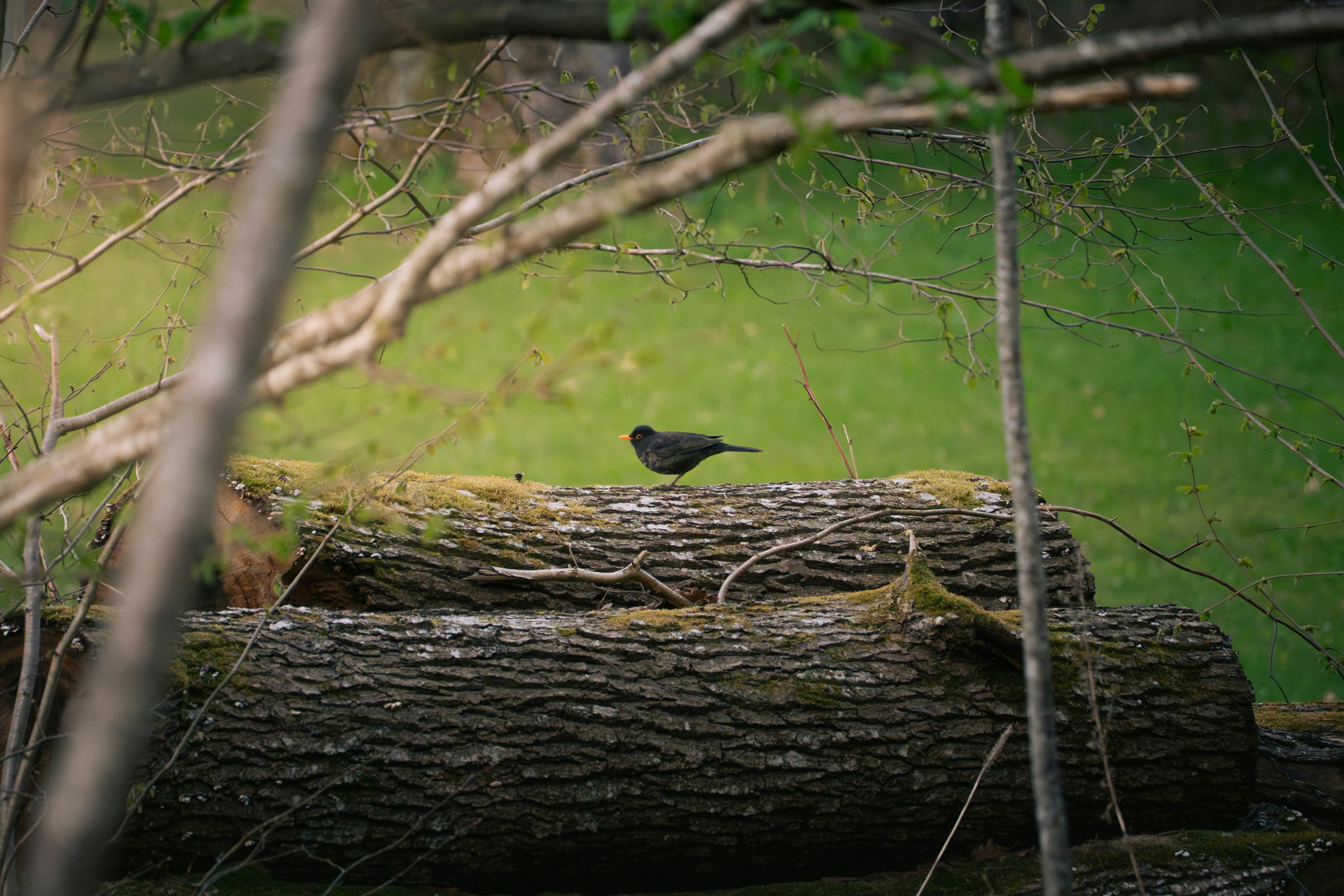 Single Black Bird on Mossy Log: Quiet Forest Moment