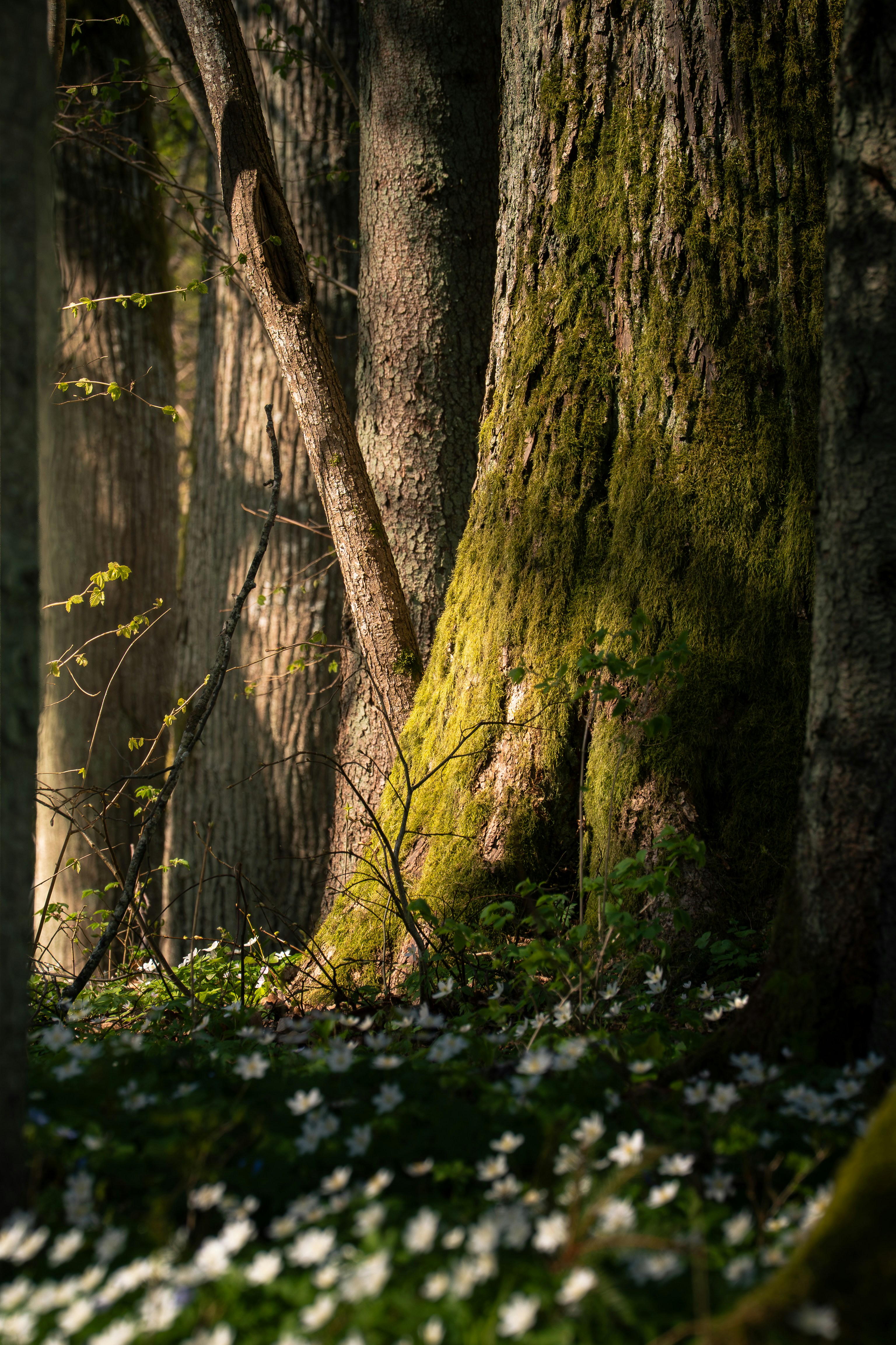 Moss-clad Trunk in a Quiet Woodland Morning