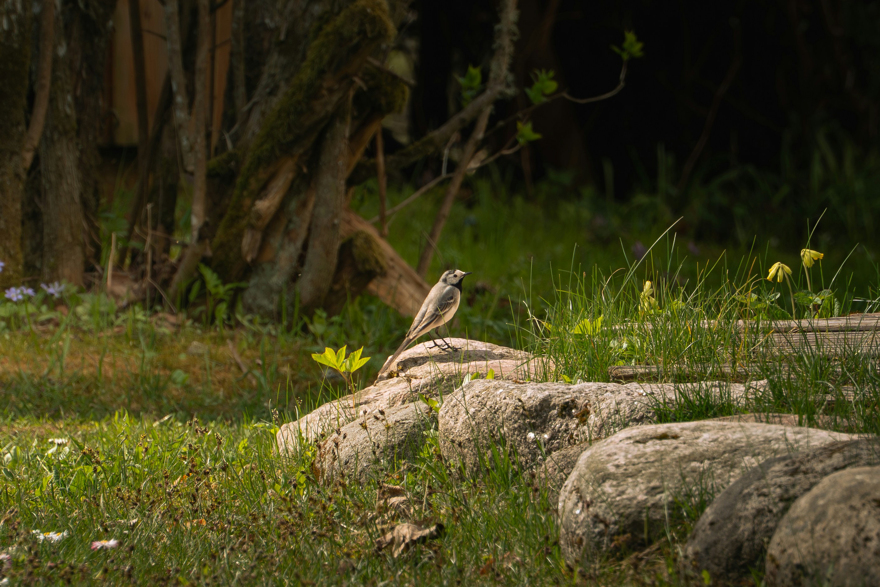 Stone-Lined Meadow Perch