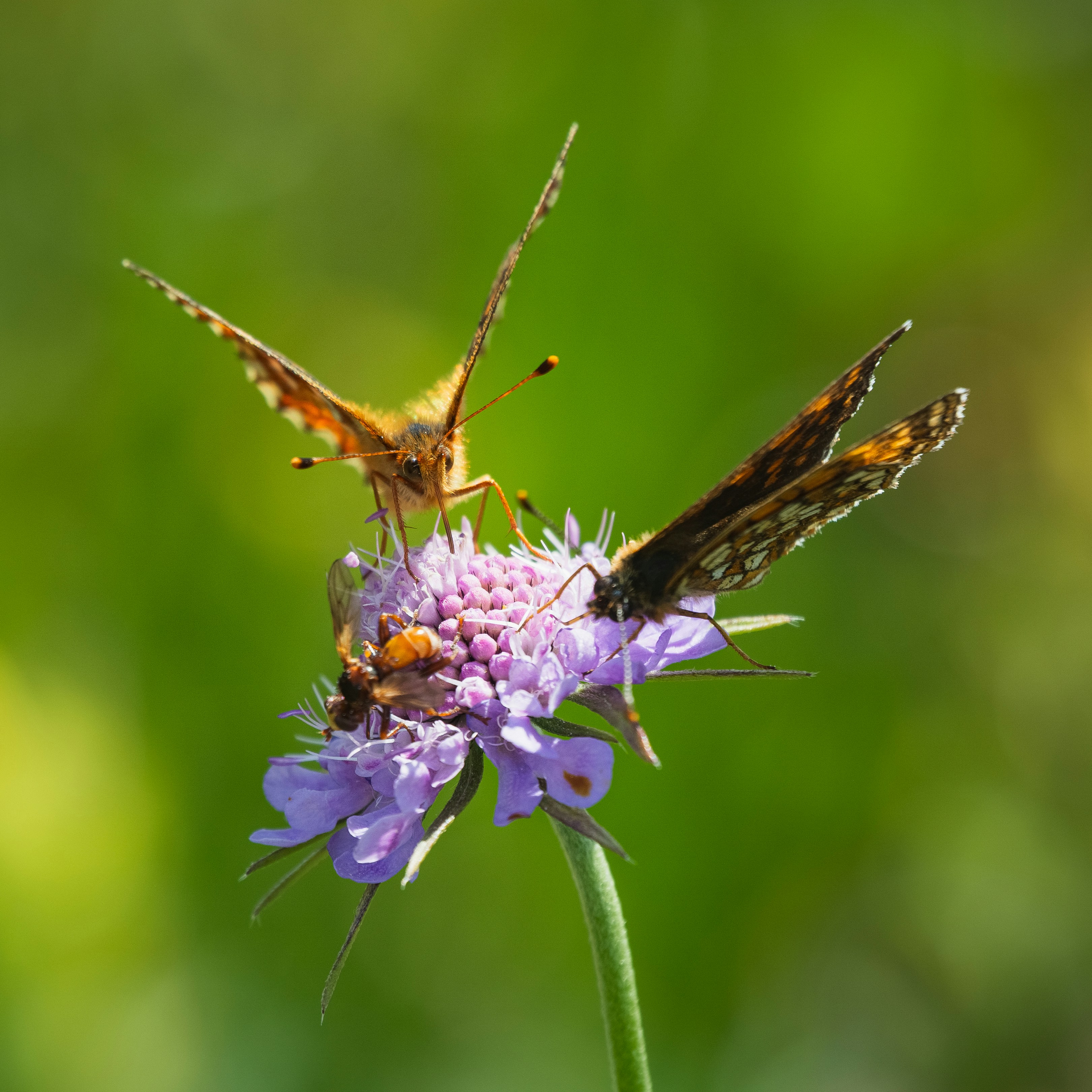 Butterfly Duo on Lavender Bloom: A Delicate Pause in Sunlit Meadow