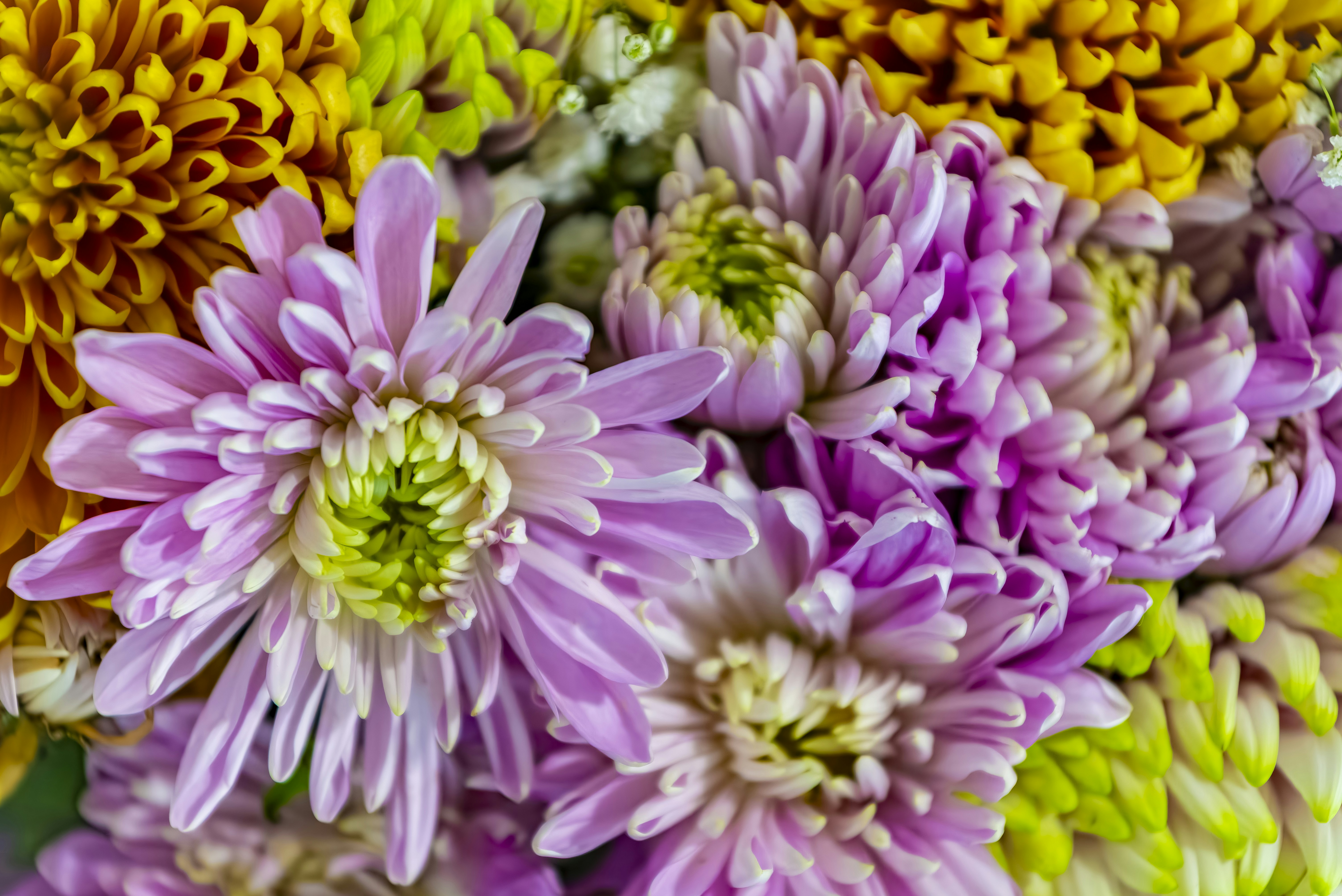 Petal Mosaic: Pink and Gold Chrysanthemums Close-Up