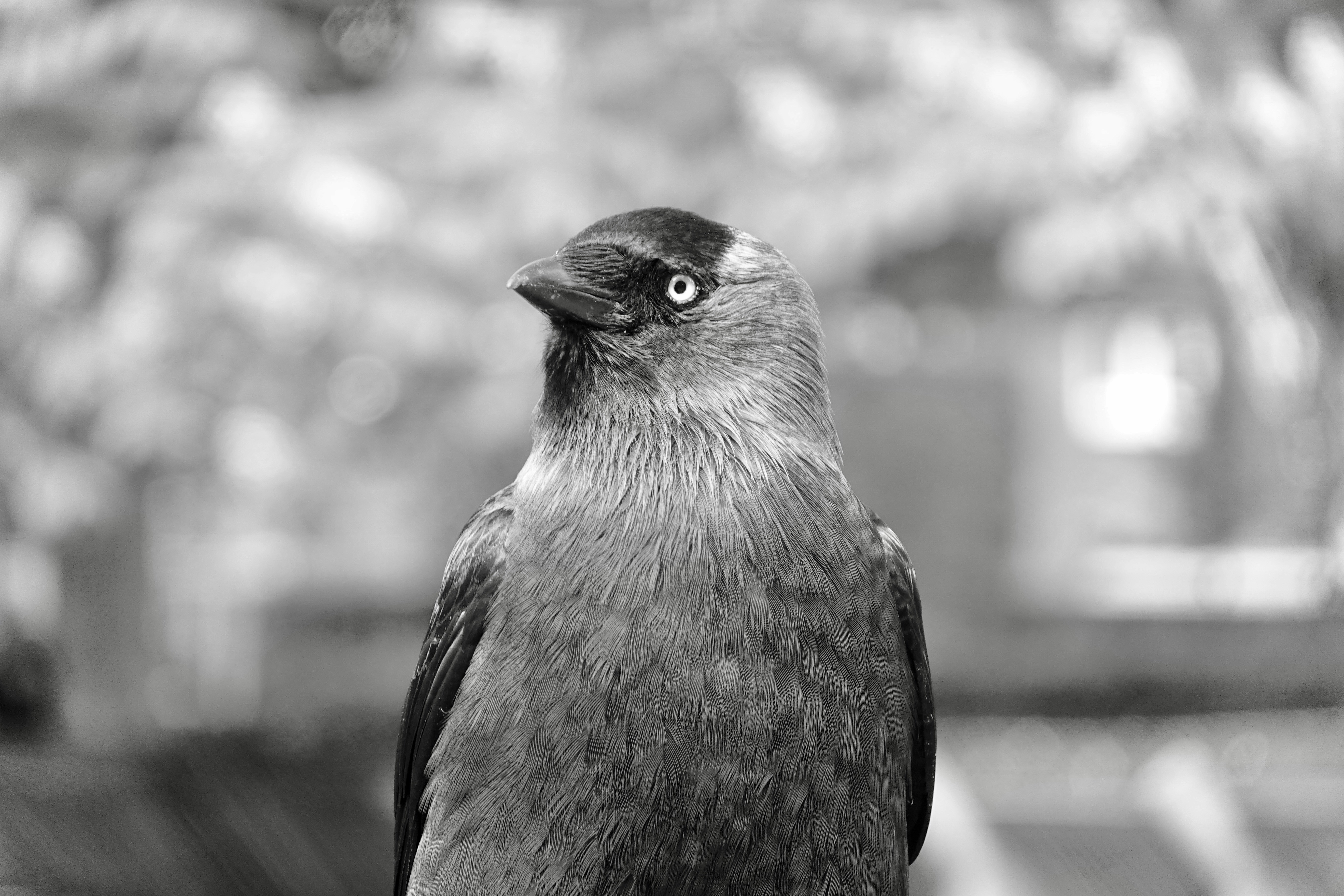 Focused Gaze of a City-Hardened Flock Guardian