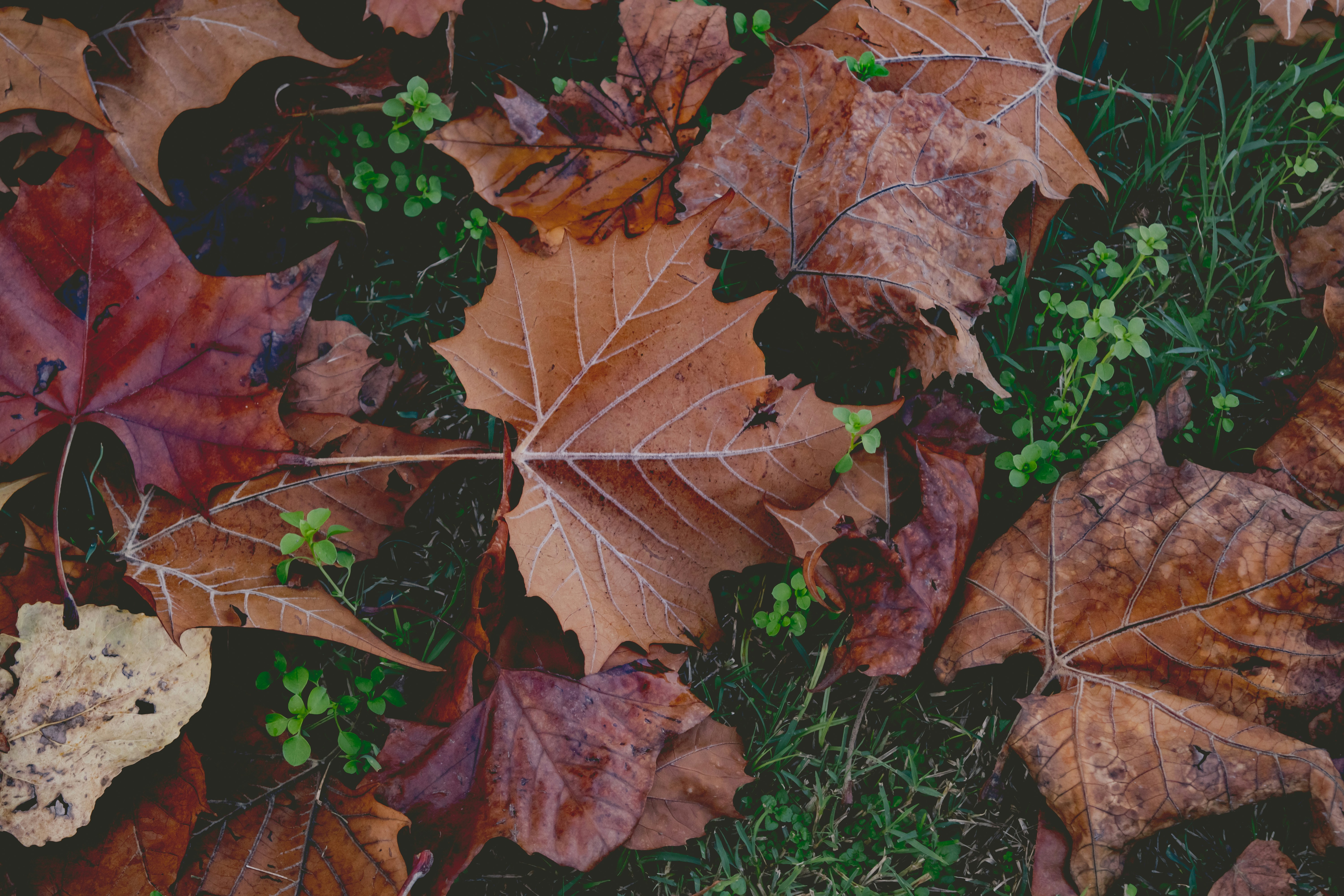 Autumn Leaf Mosaic: Veins of Color on Damp Grass