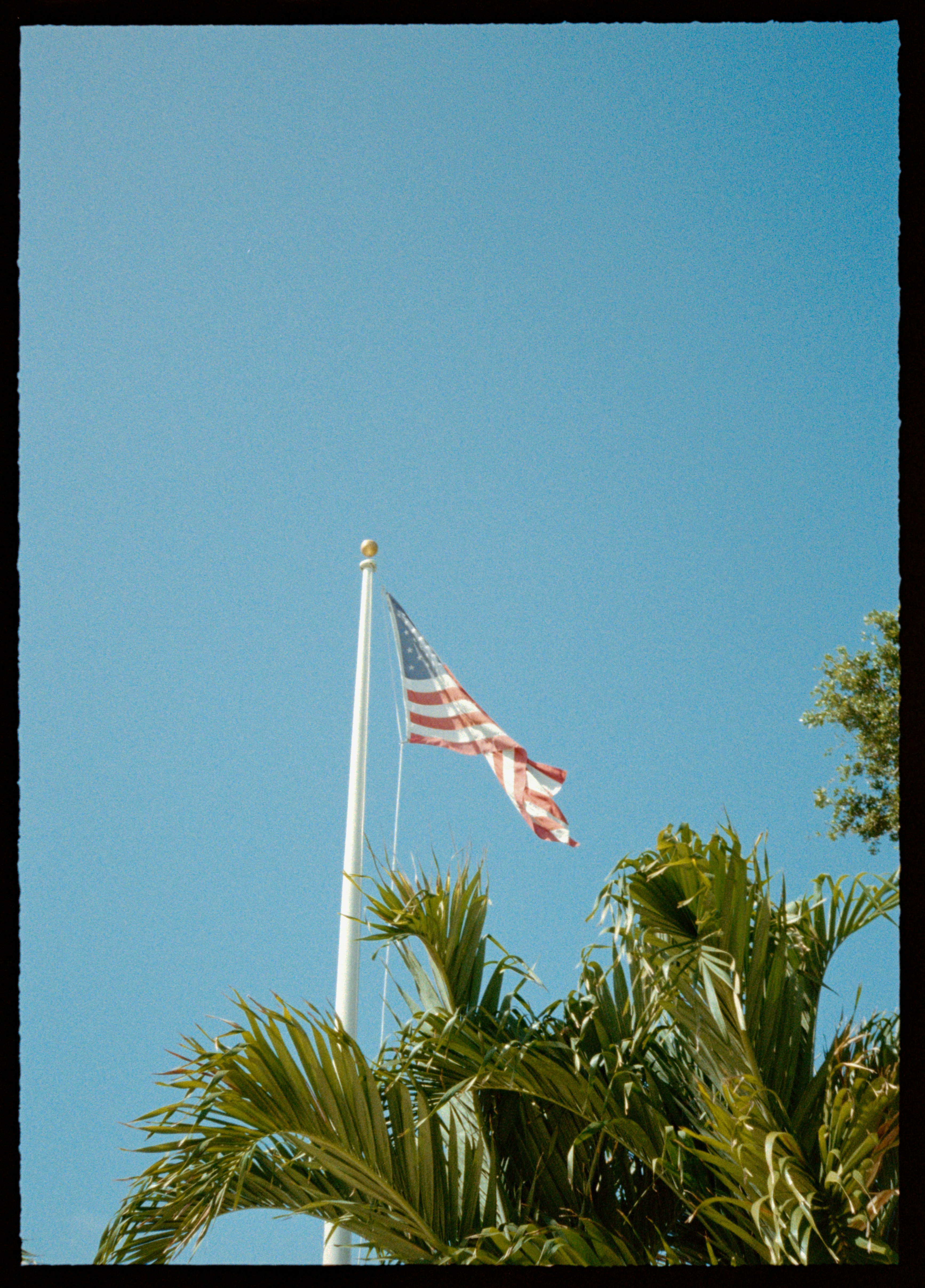 Flag on a sunlit day above tropical fronds