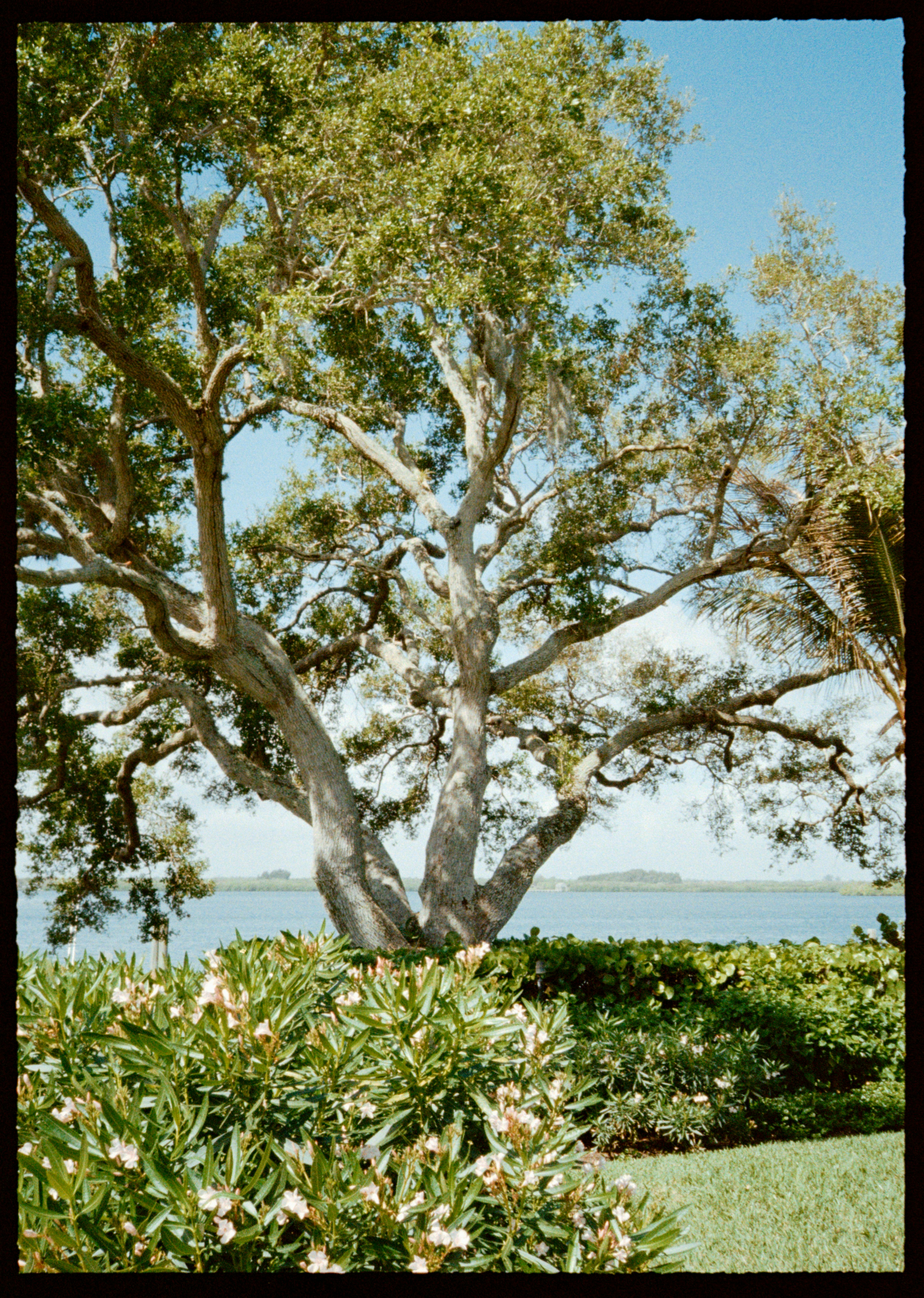 Tree of the Inland Lake