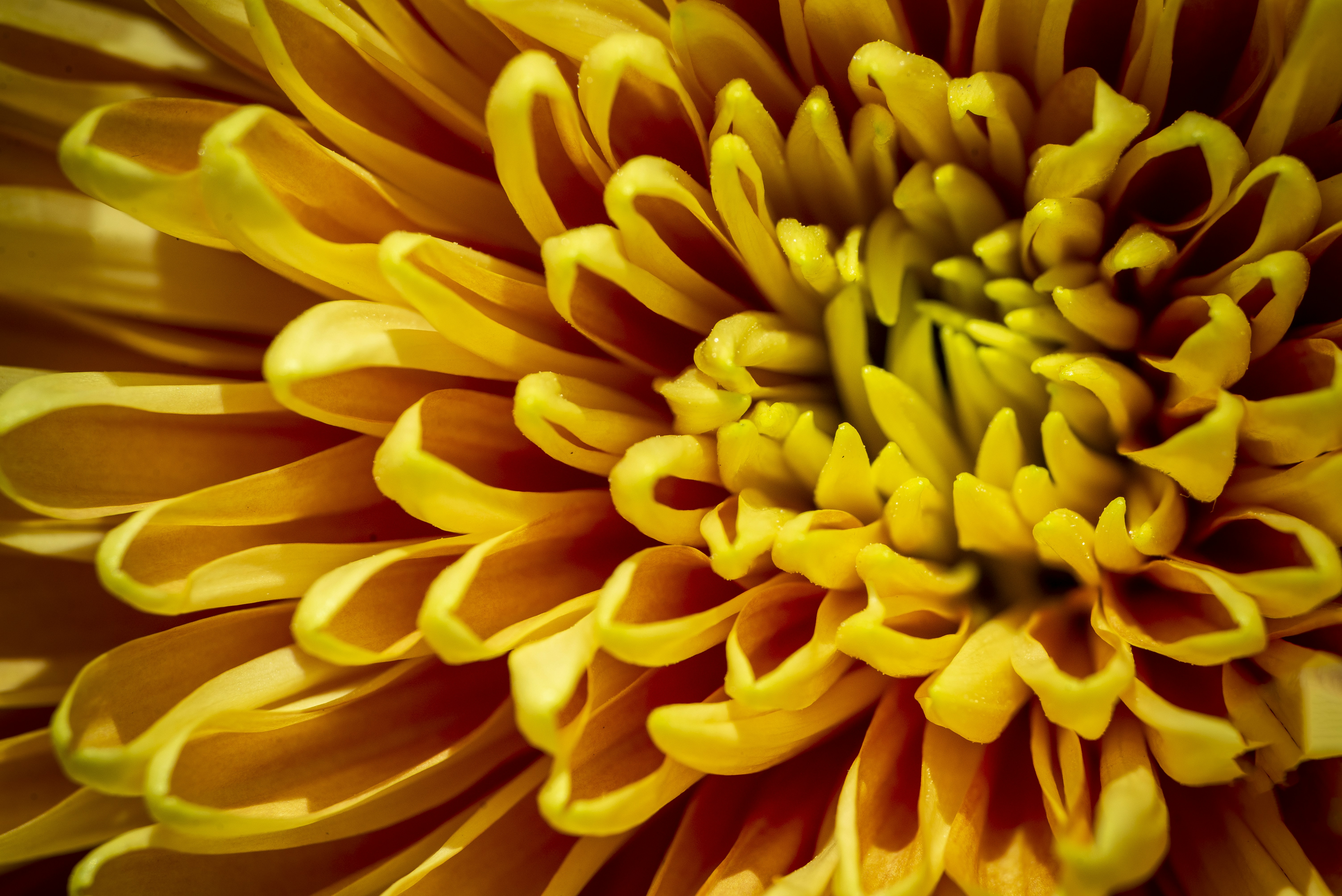 Close-Up Blaze: Radiant Orange Chrysanthemum in Macro Detail