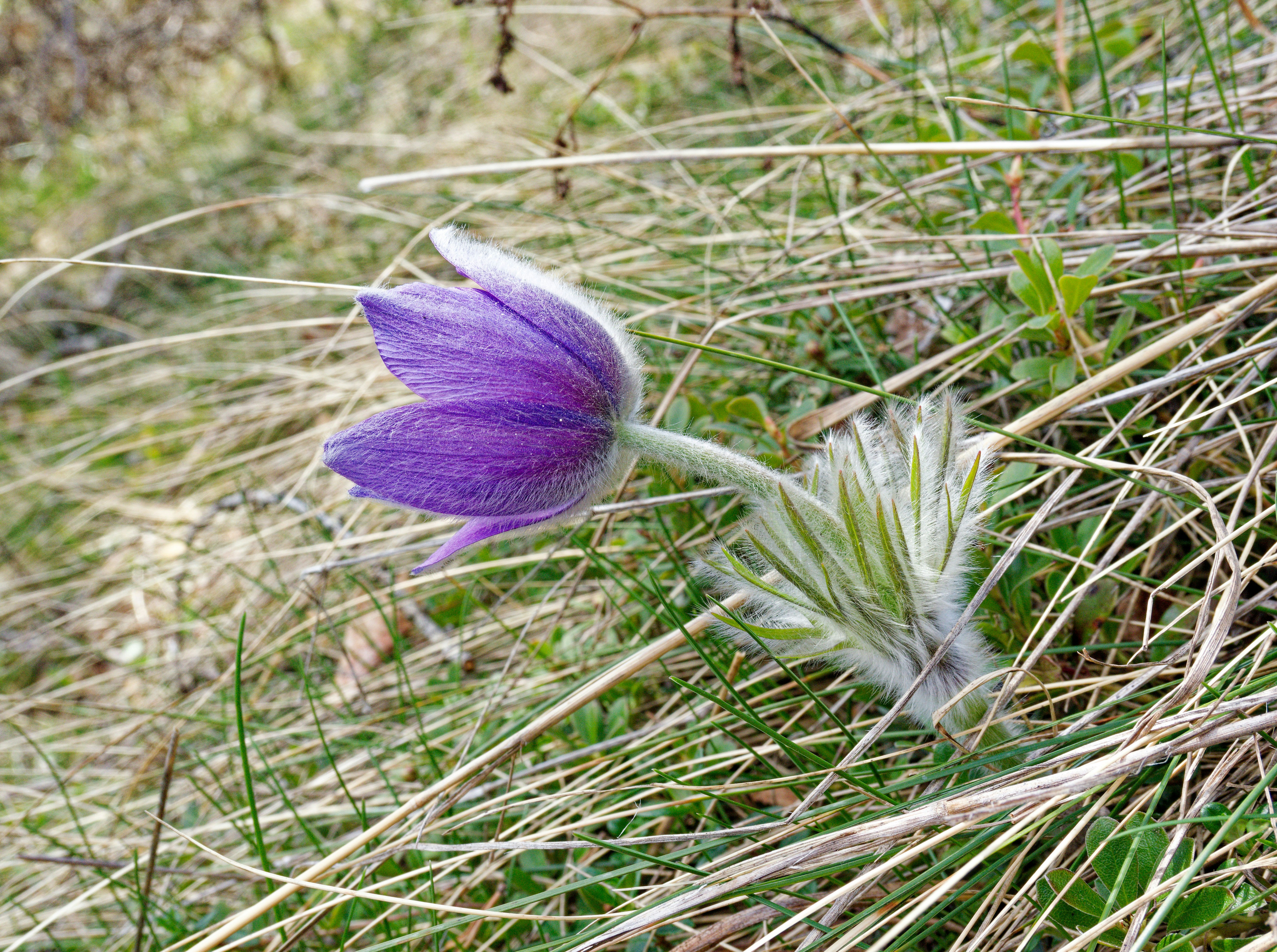 Purple bloom peeking through the grass on a hillside