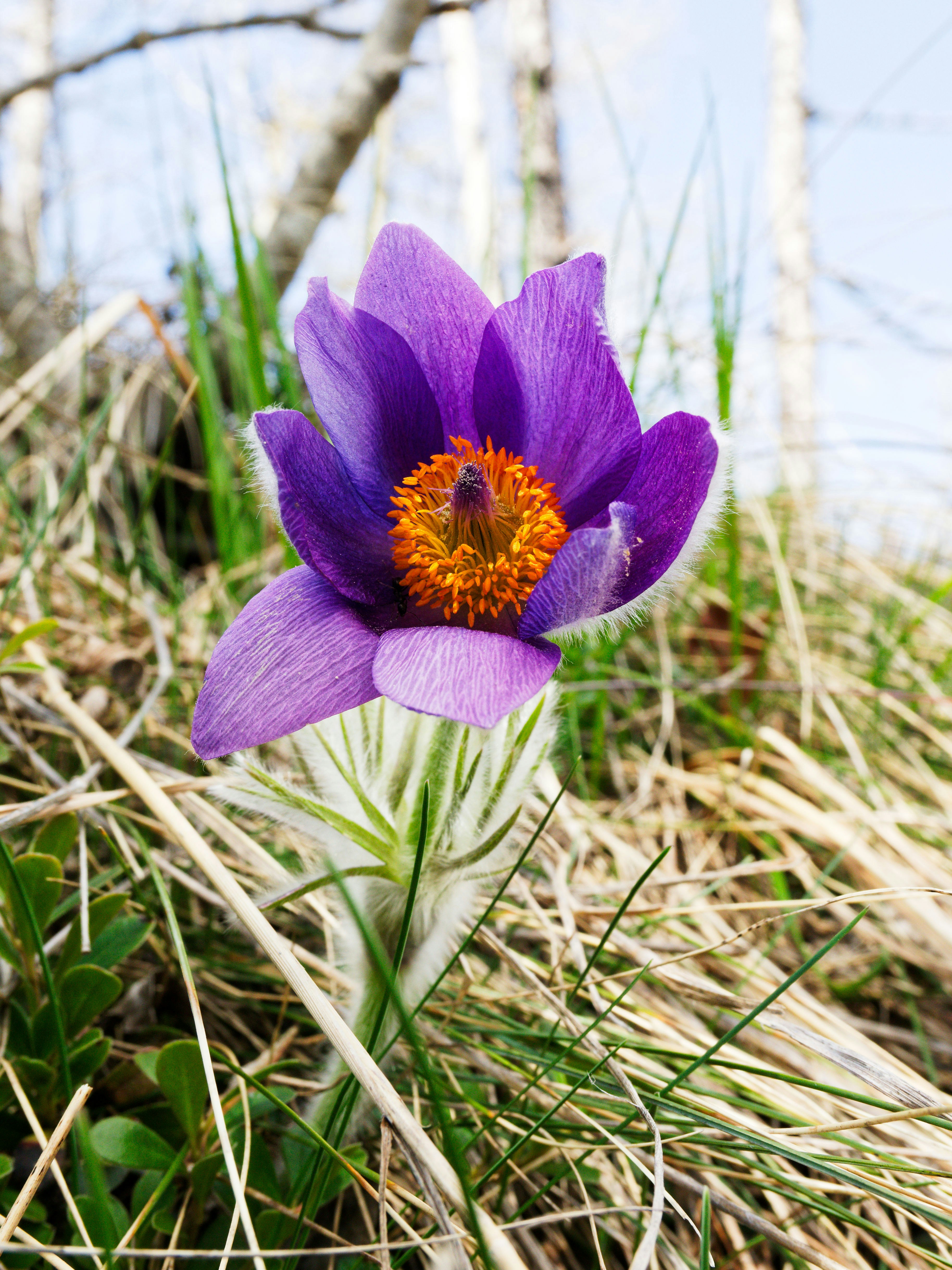 Emerald Stare: A Violet Anemone Reaches for Spring Light