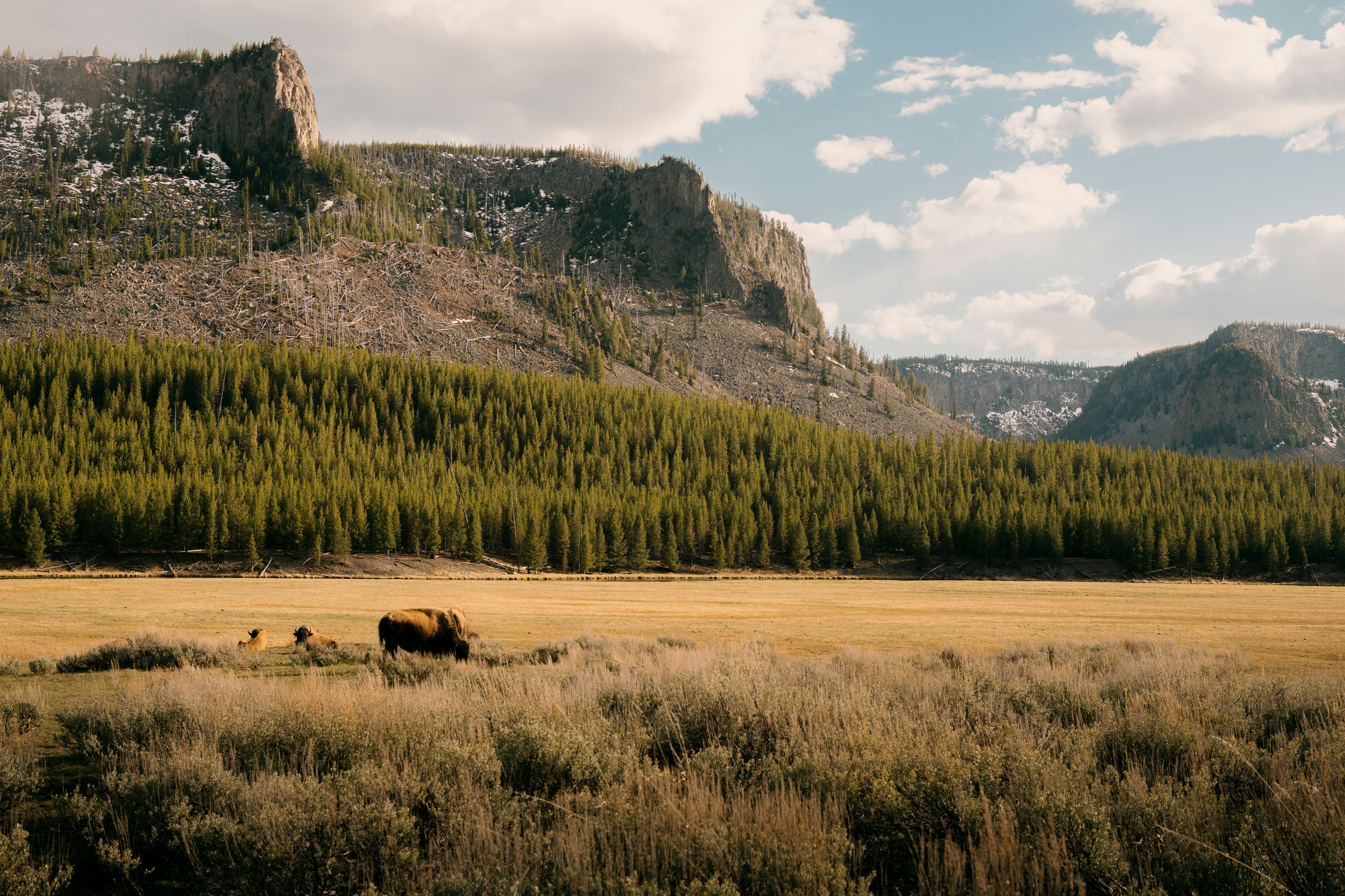 Cattle in a sunlit meadow beneath rugged cliffs