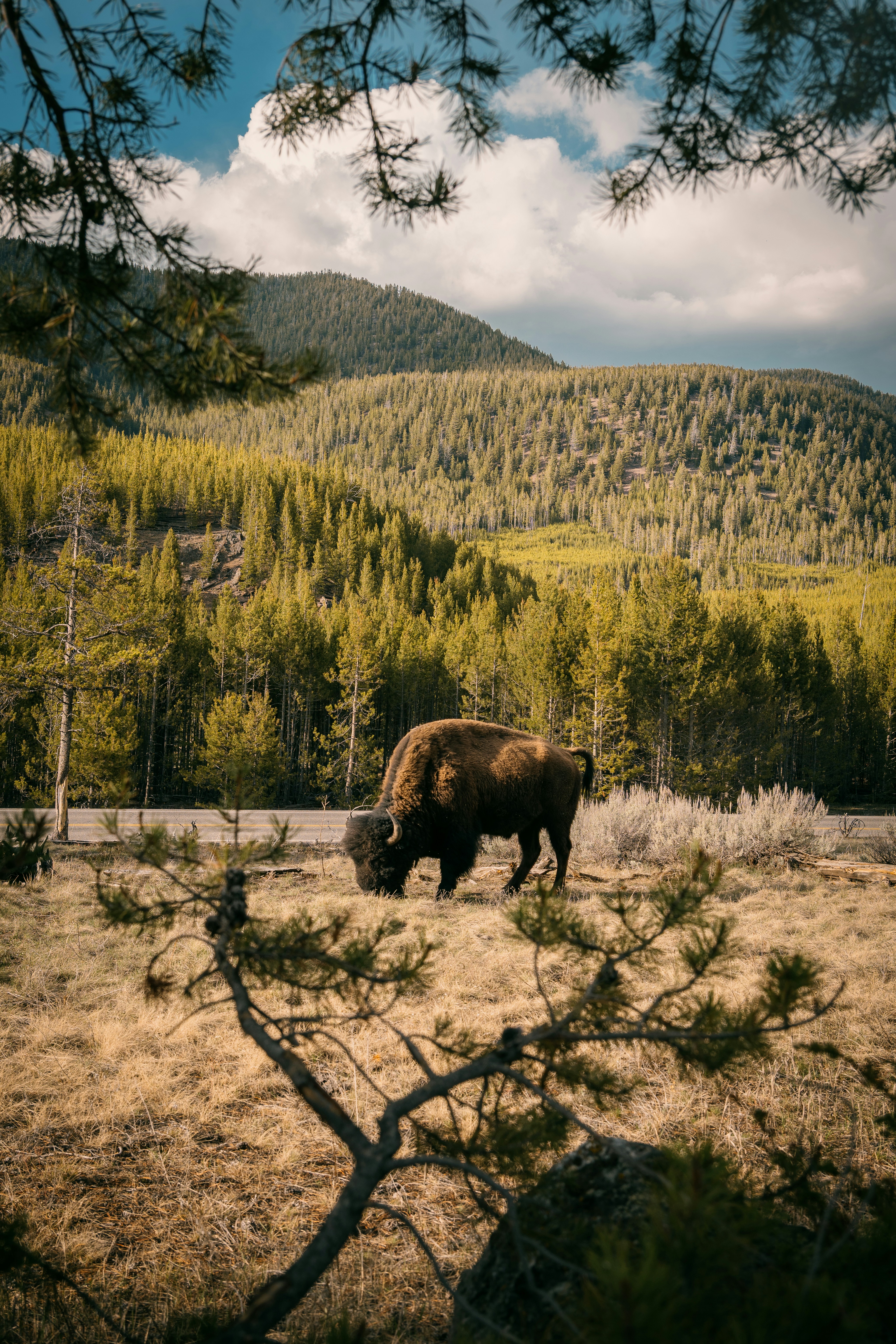 Bison Beneath the Pines: A Quiet Meadow Scene