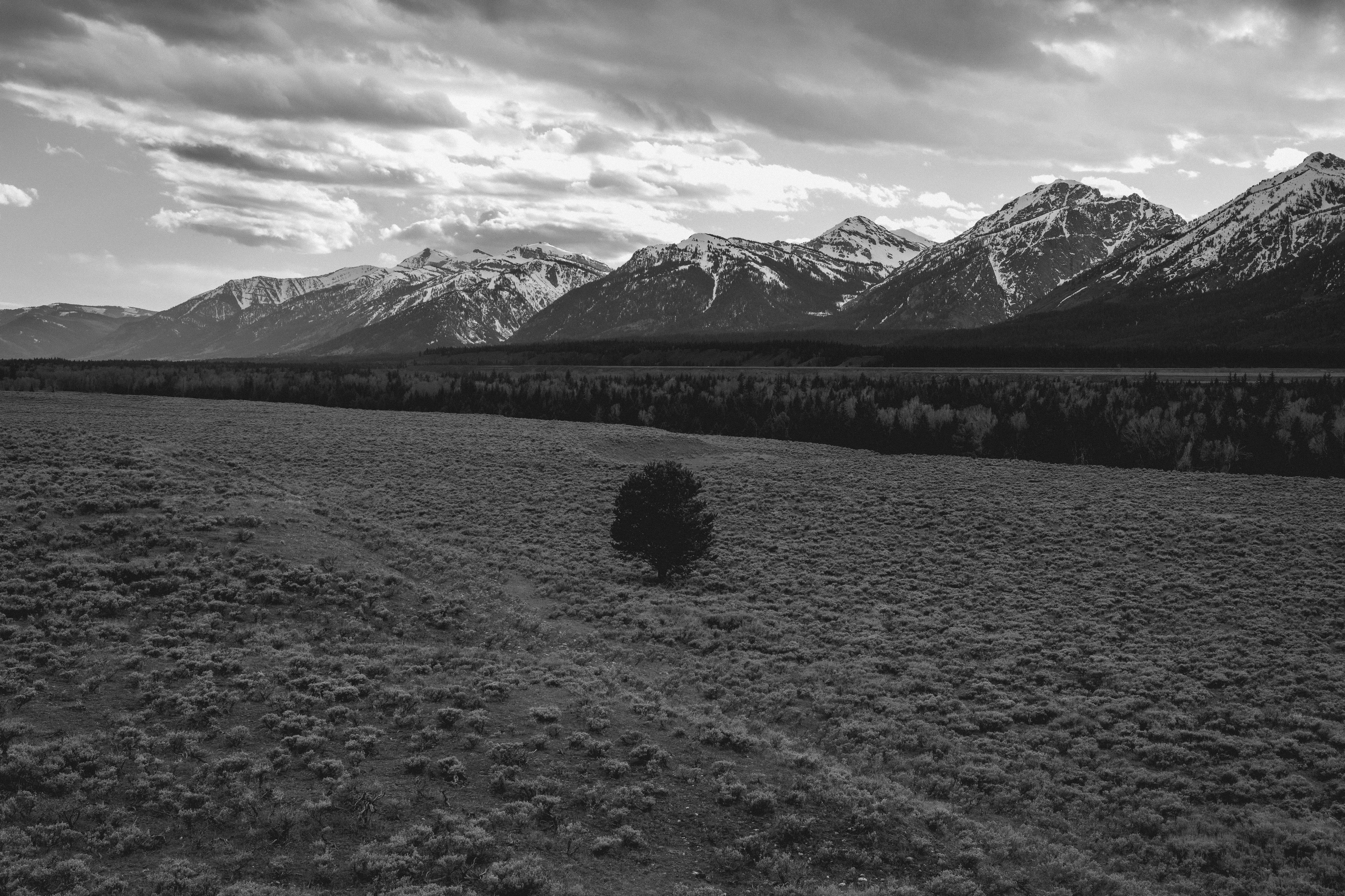 lone alpine shrub under vast snow-dusted peaks