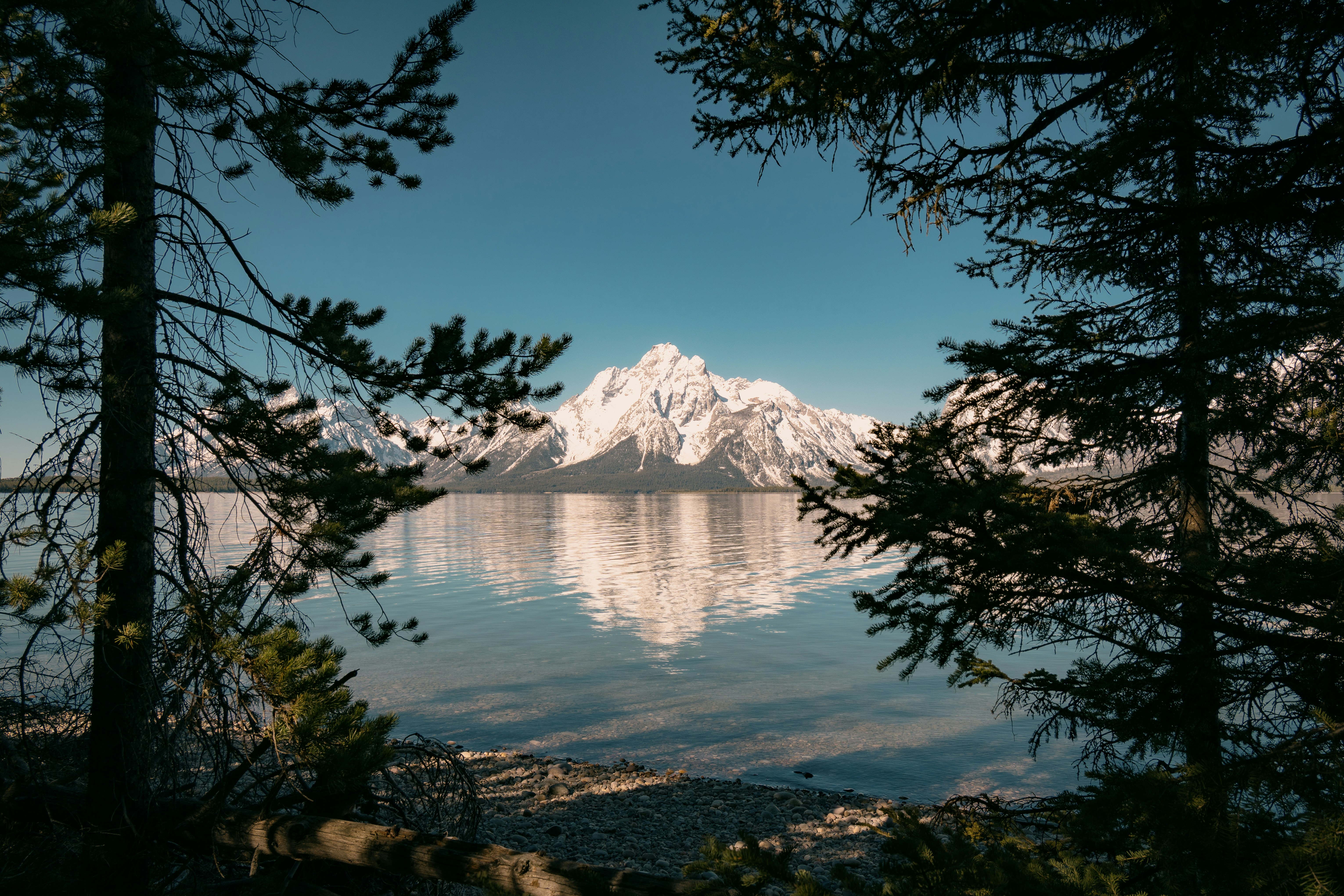 Snow-capped peak framed by pines over a glassy lake