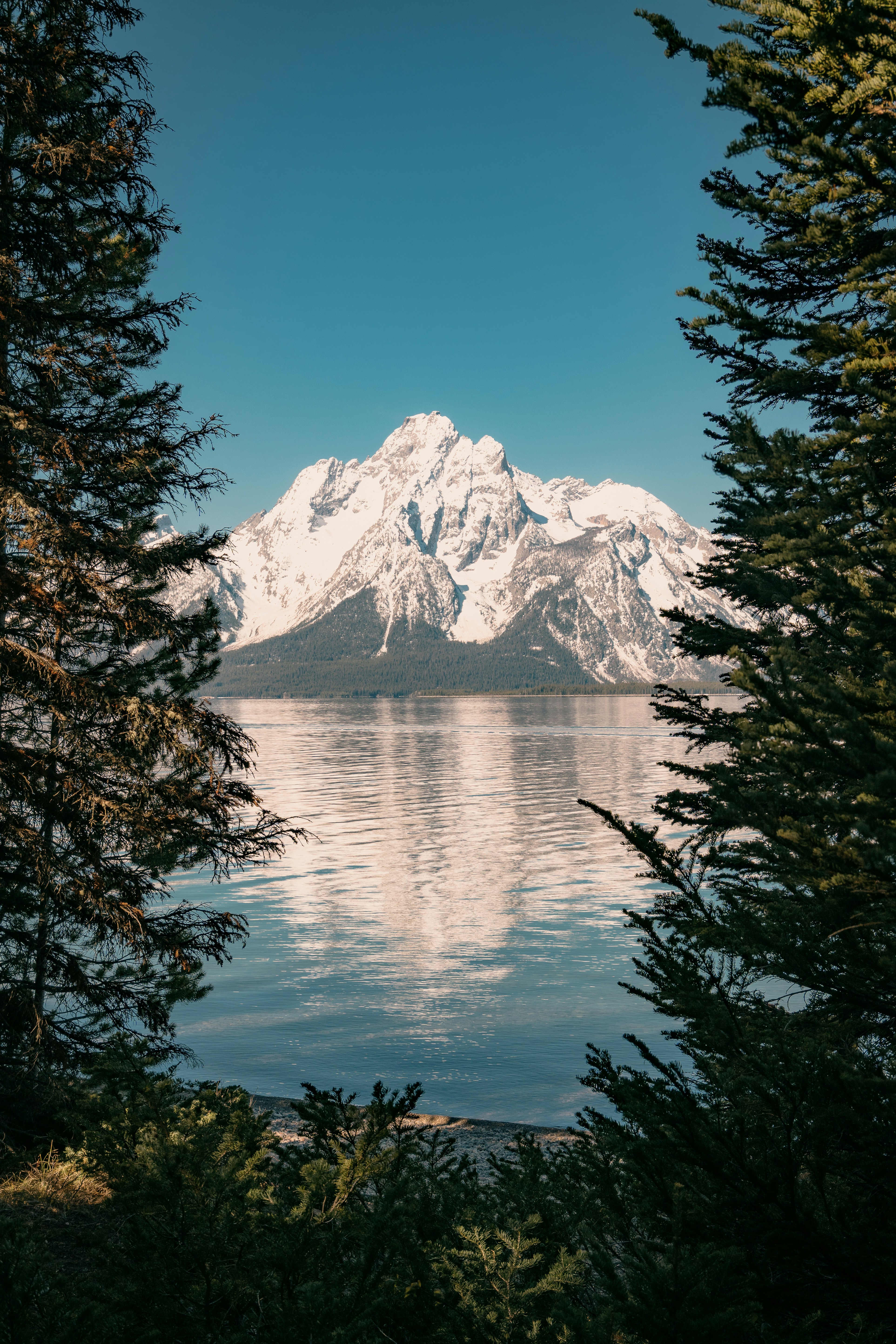 Snow-crowned Peak Framed by Needle Pines over a Quiet Lake