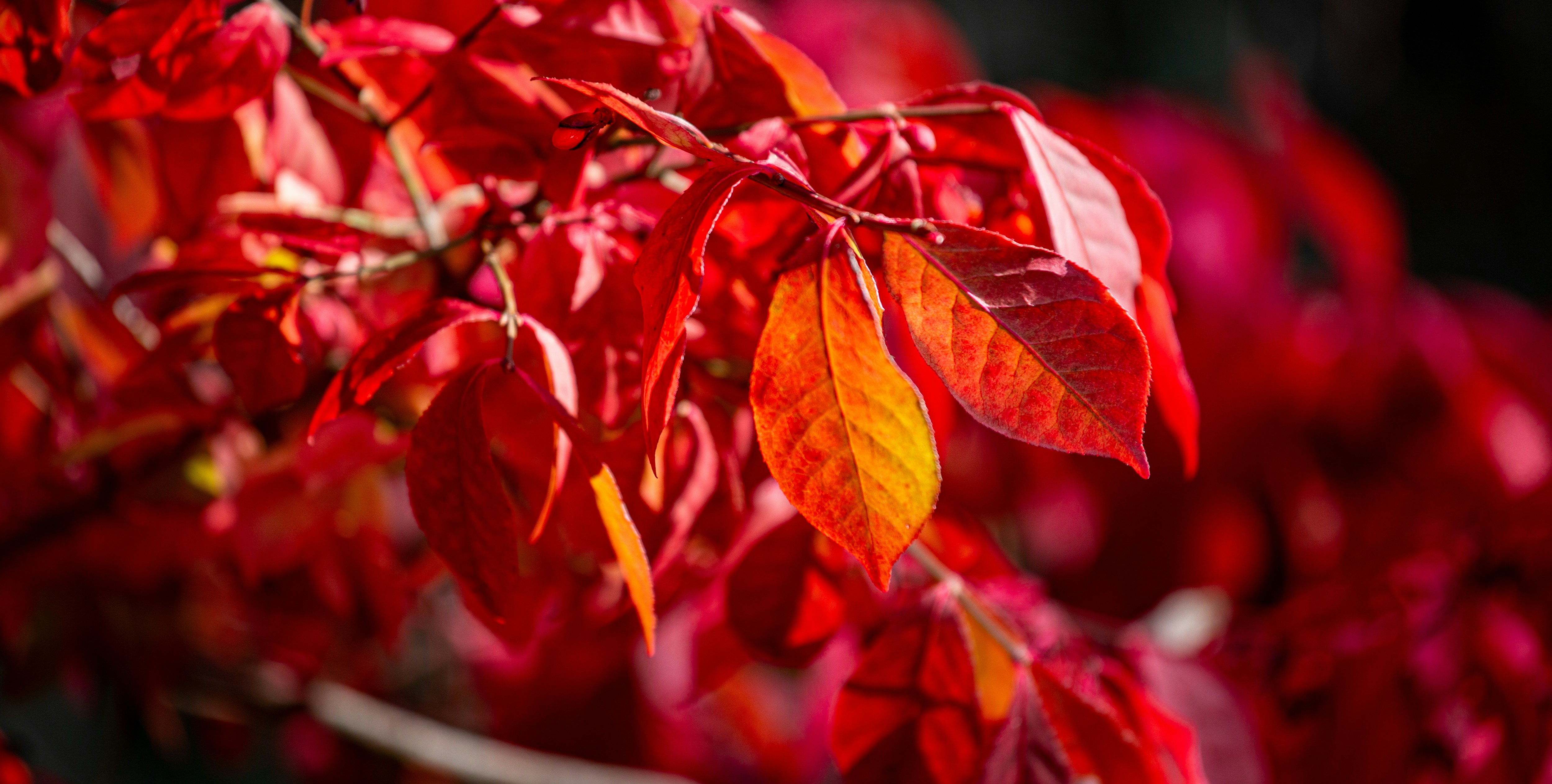 Crimson Leaves in Afternoon Light