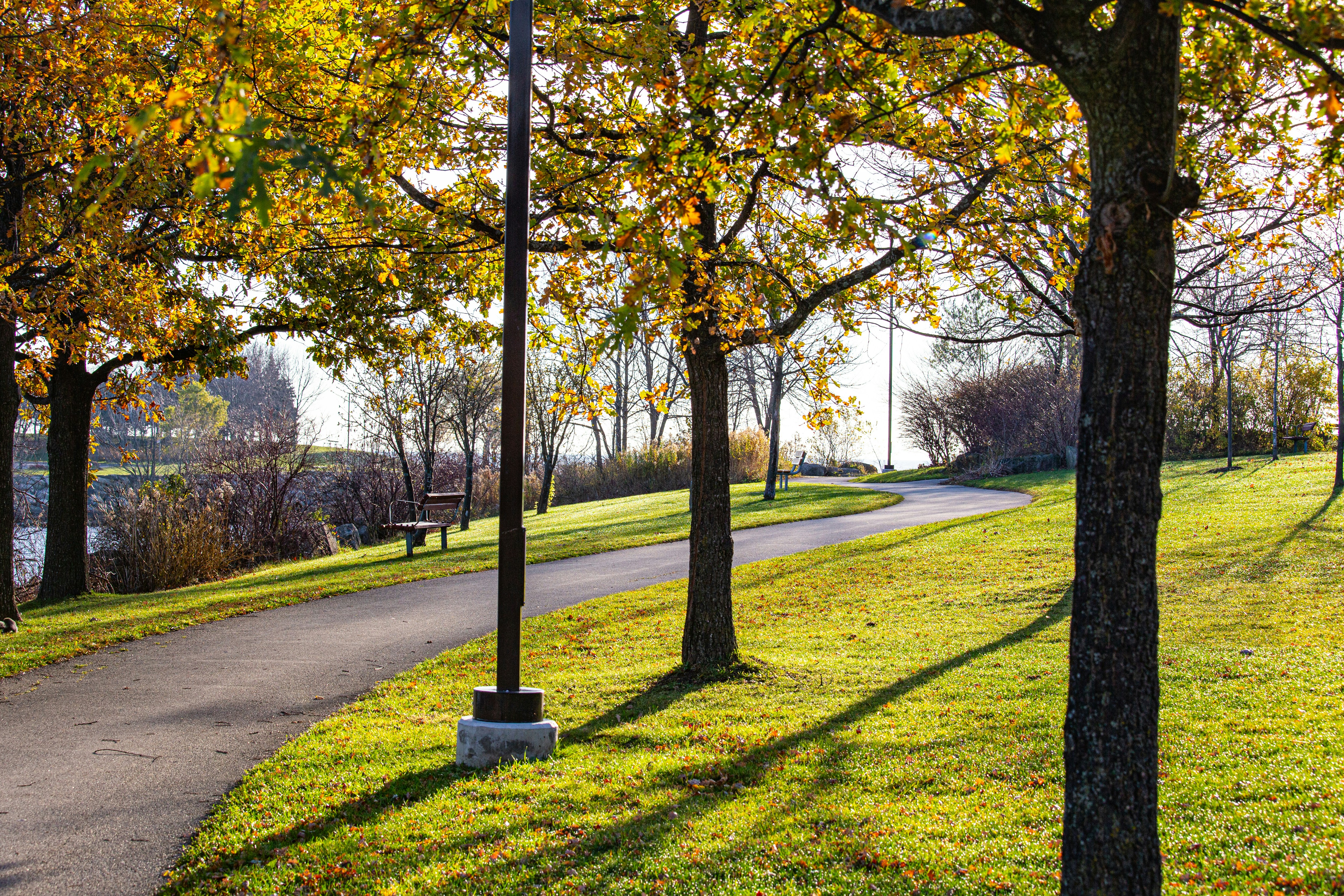 Autumn Lane: Sunlit Path Through Whispering Trees