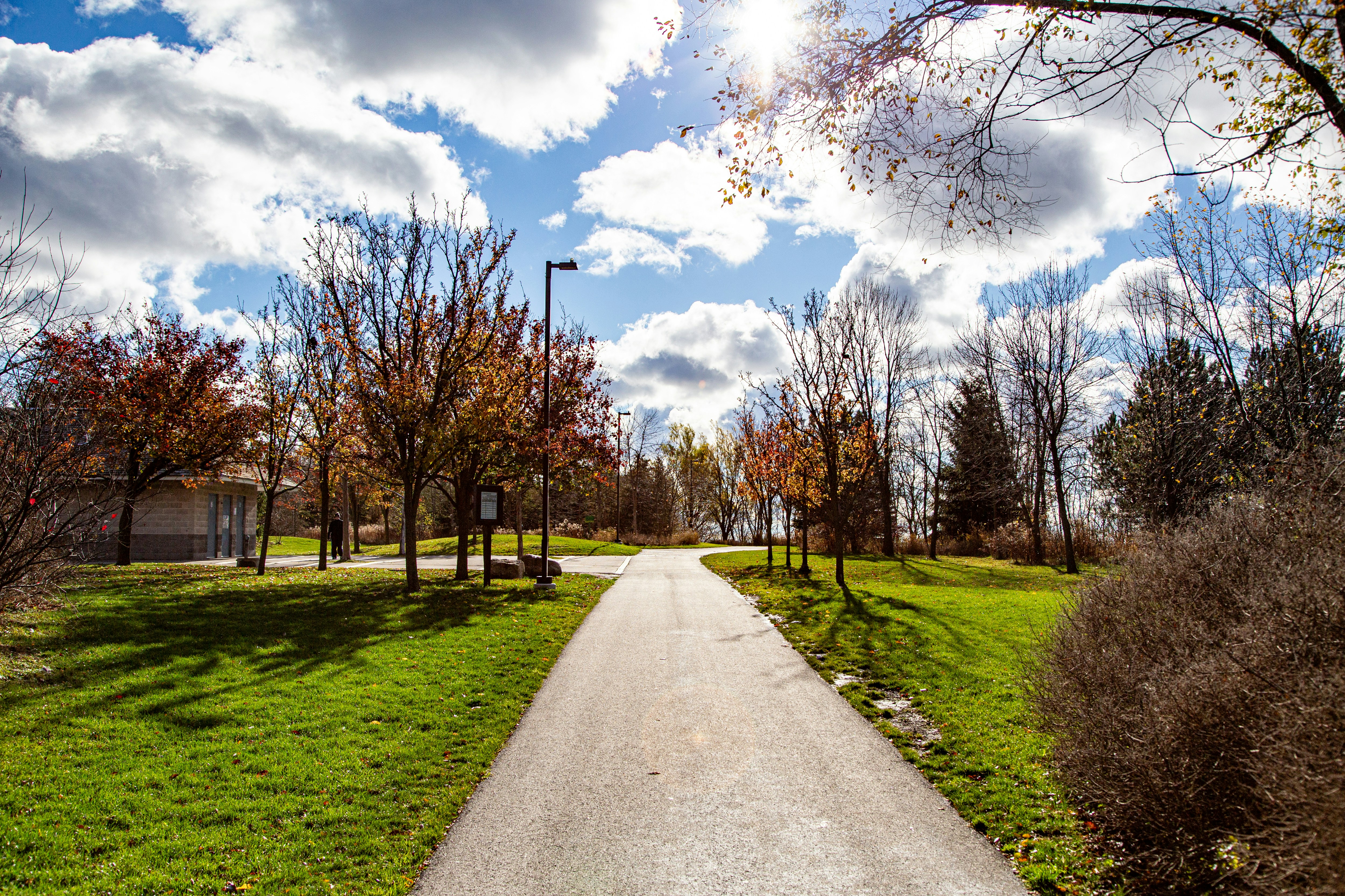 Sunlit Park Pathway Drawn Toward a Vanishing Point