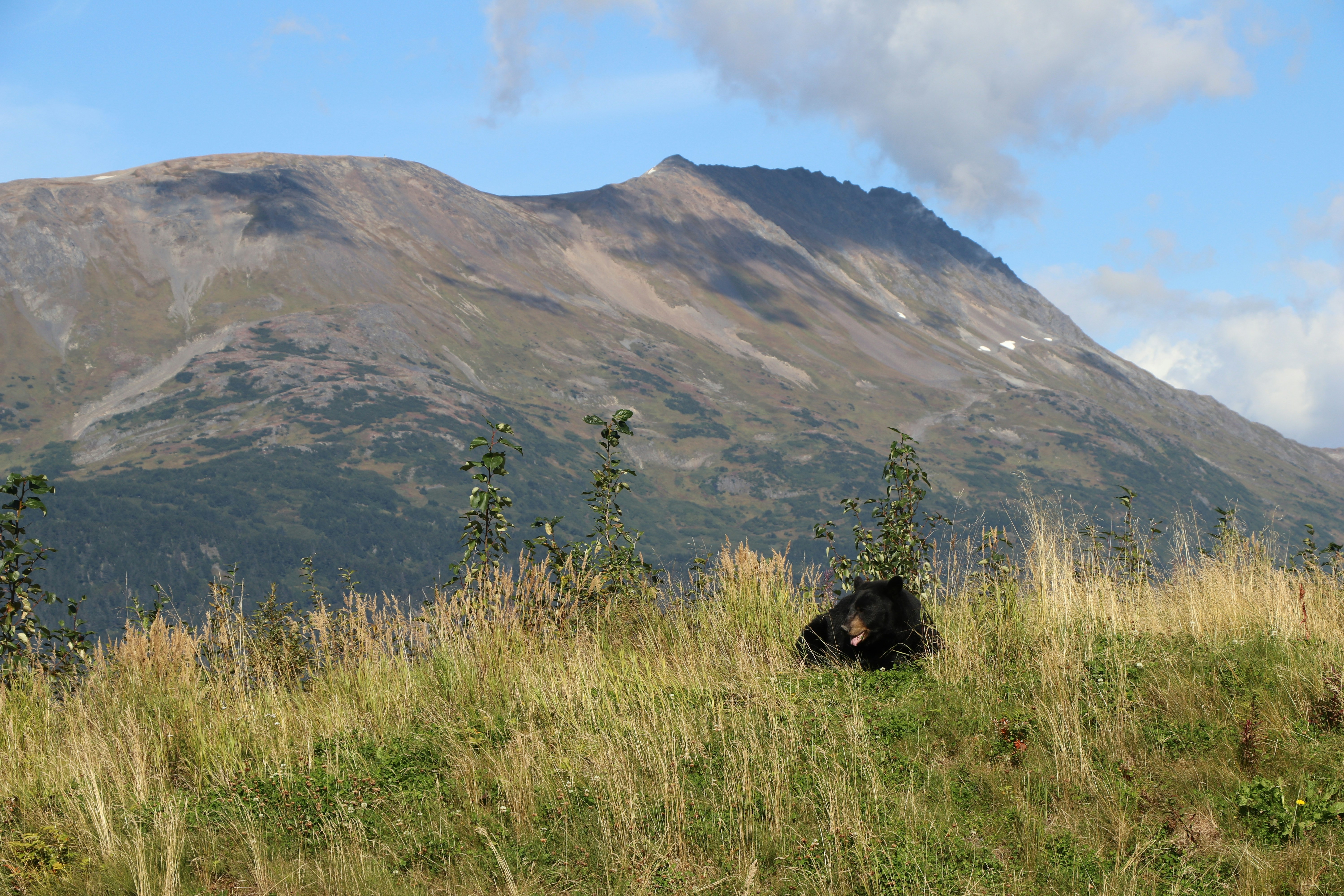 Highland Sentinel: A Lone Dog Watches the Hillcrest