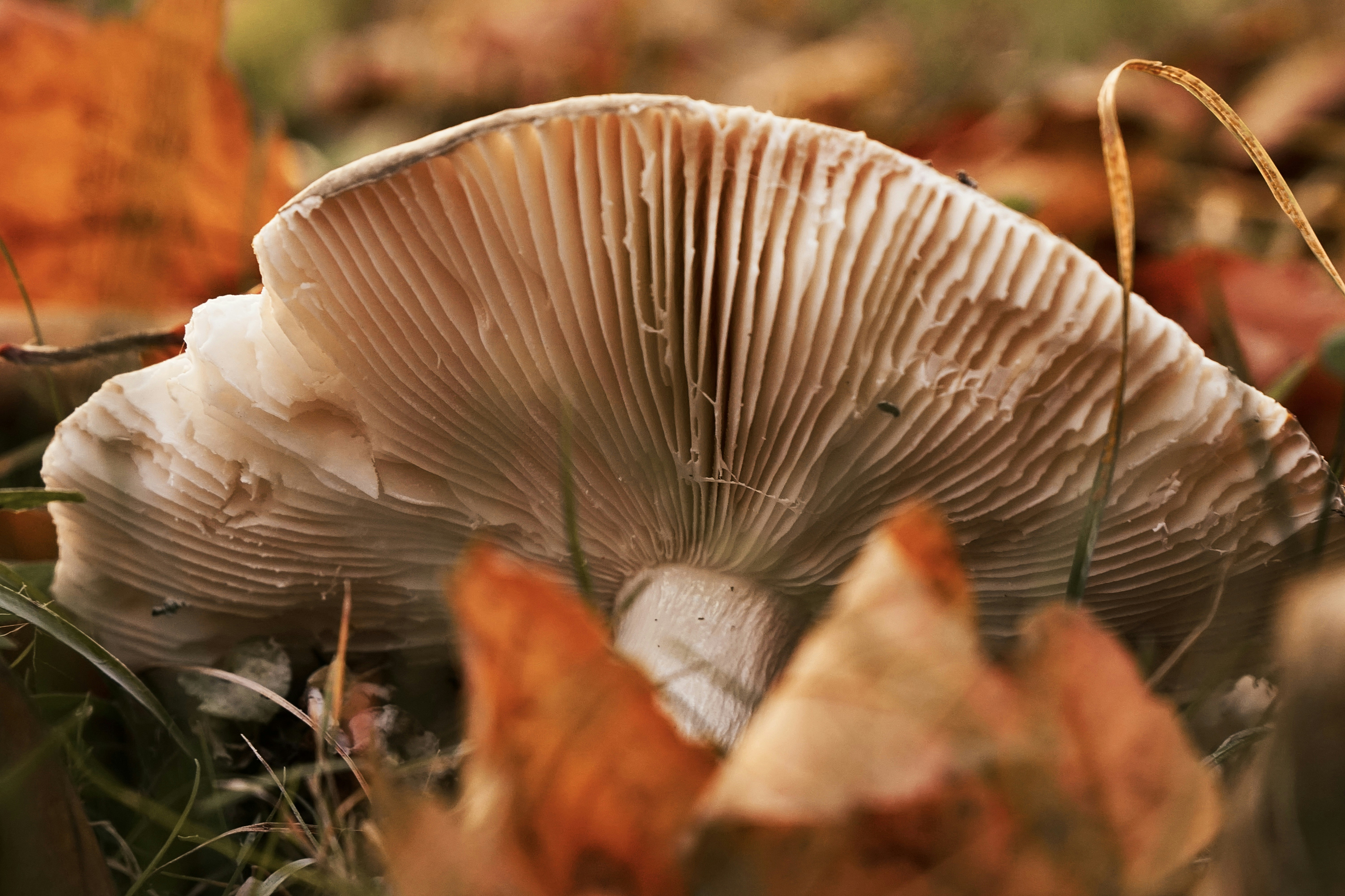 Mushroom Lace: A Close-Up of Gilled Geometry in Autumn Light