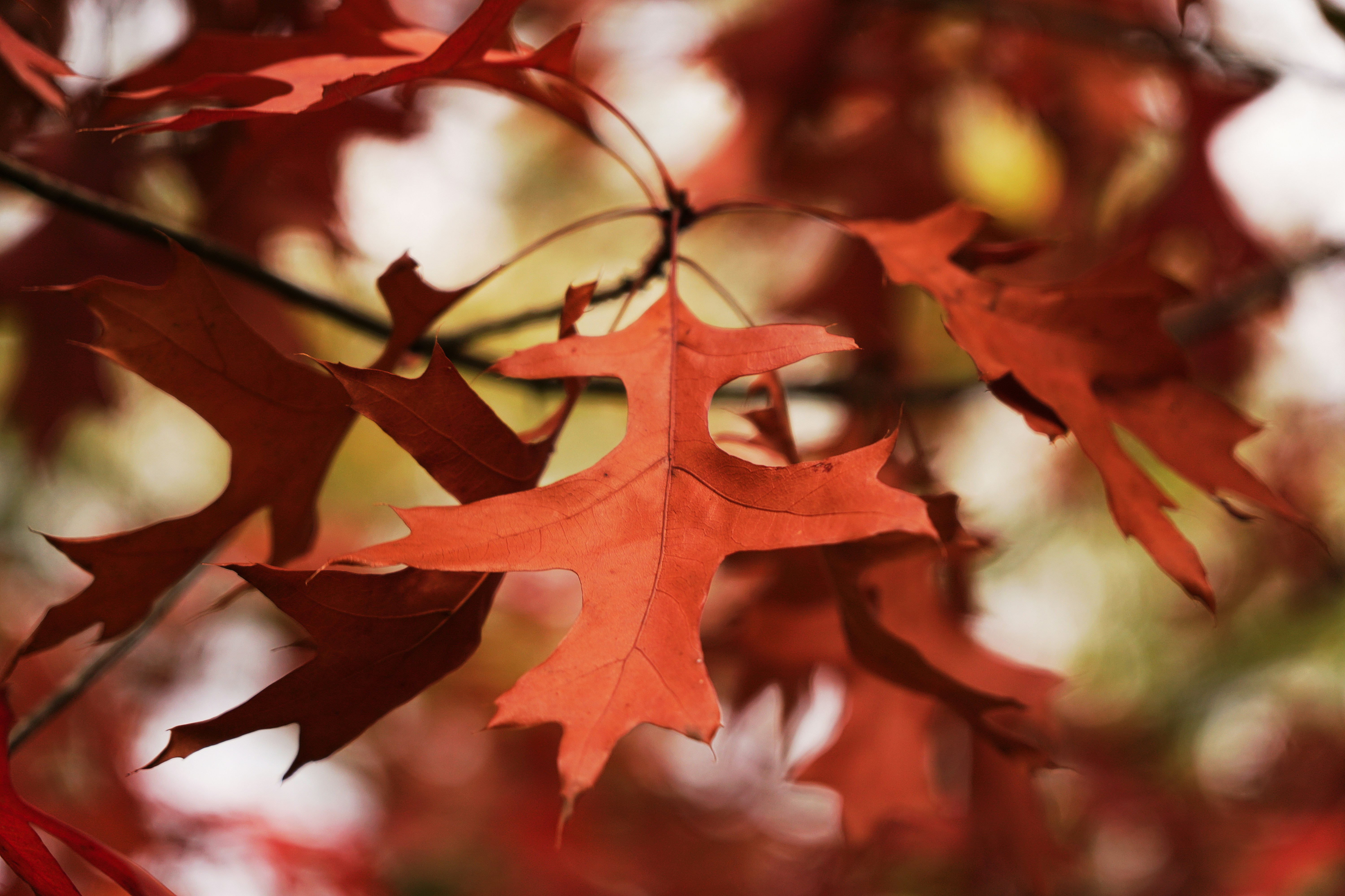 Crimson Oak: A Close-Up Echo of Autumn Veins