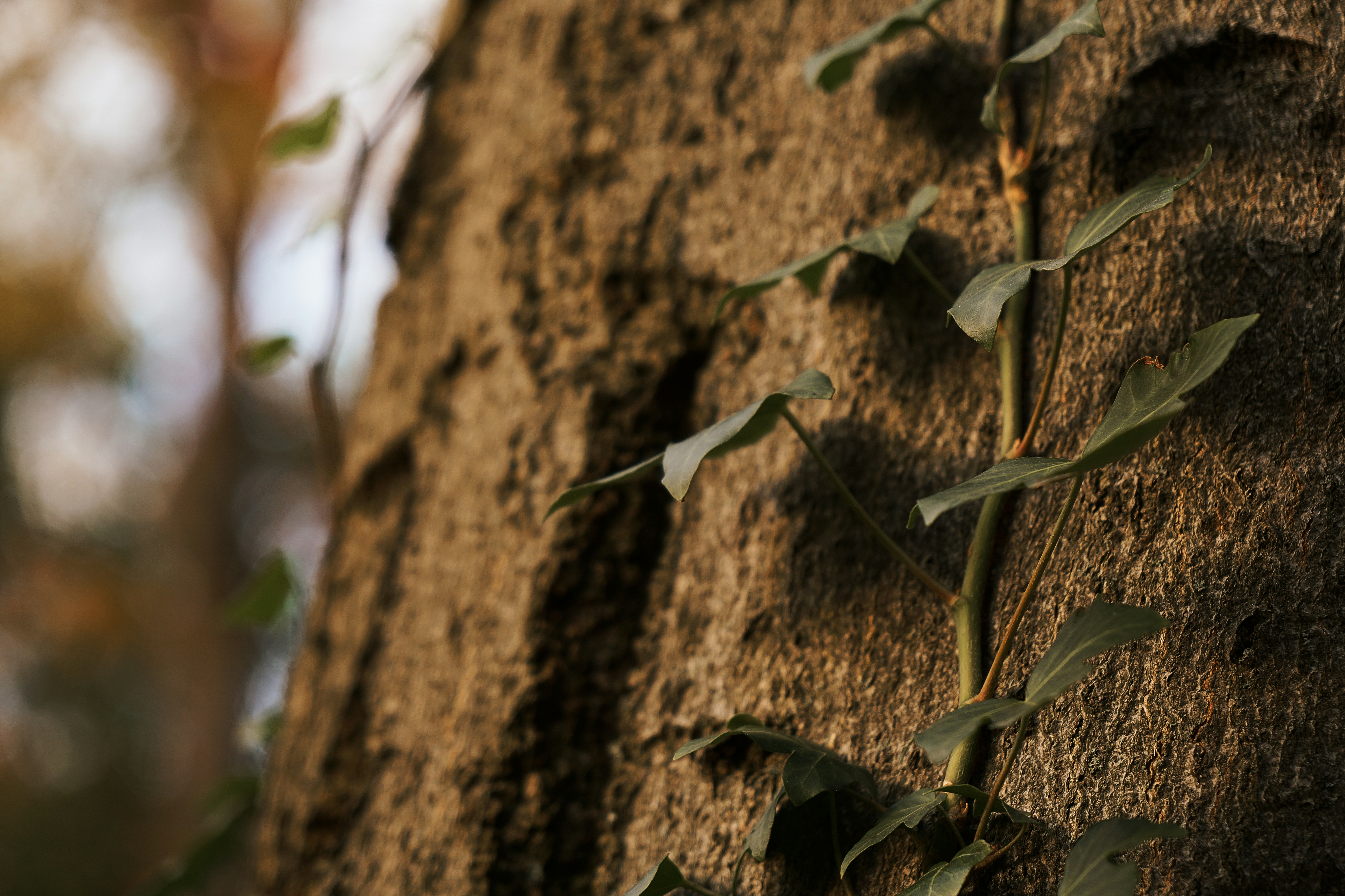 Ivy Clings to Ancient Bark: A Quiet Study in Texture