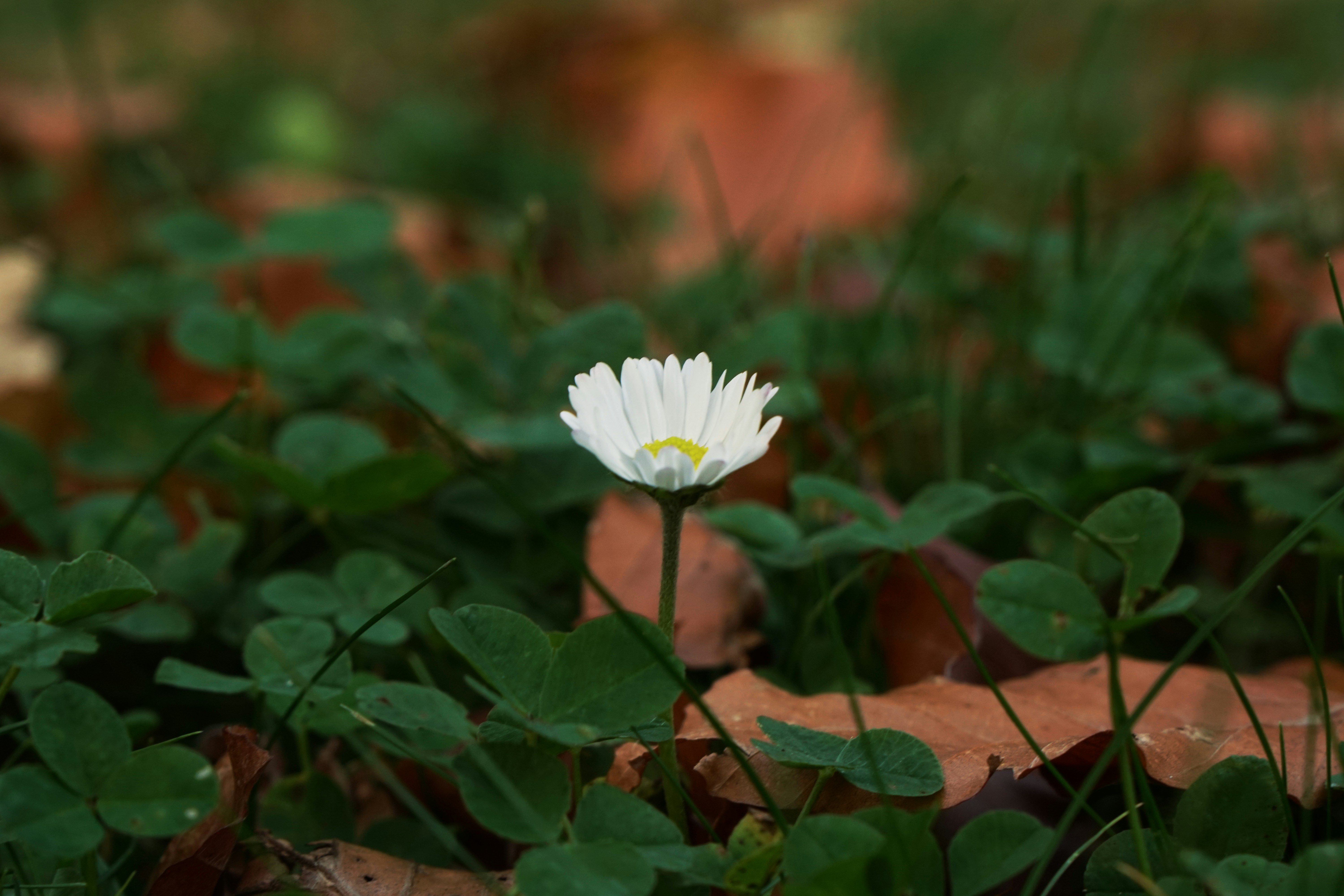 White daisy in a mossy, leaf-strewn patch