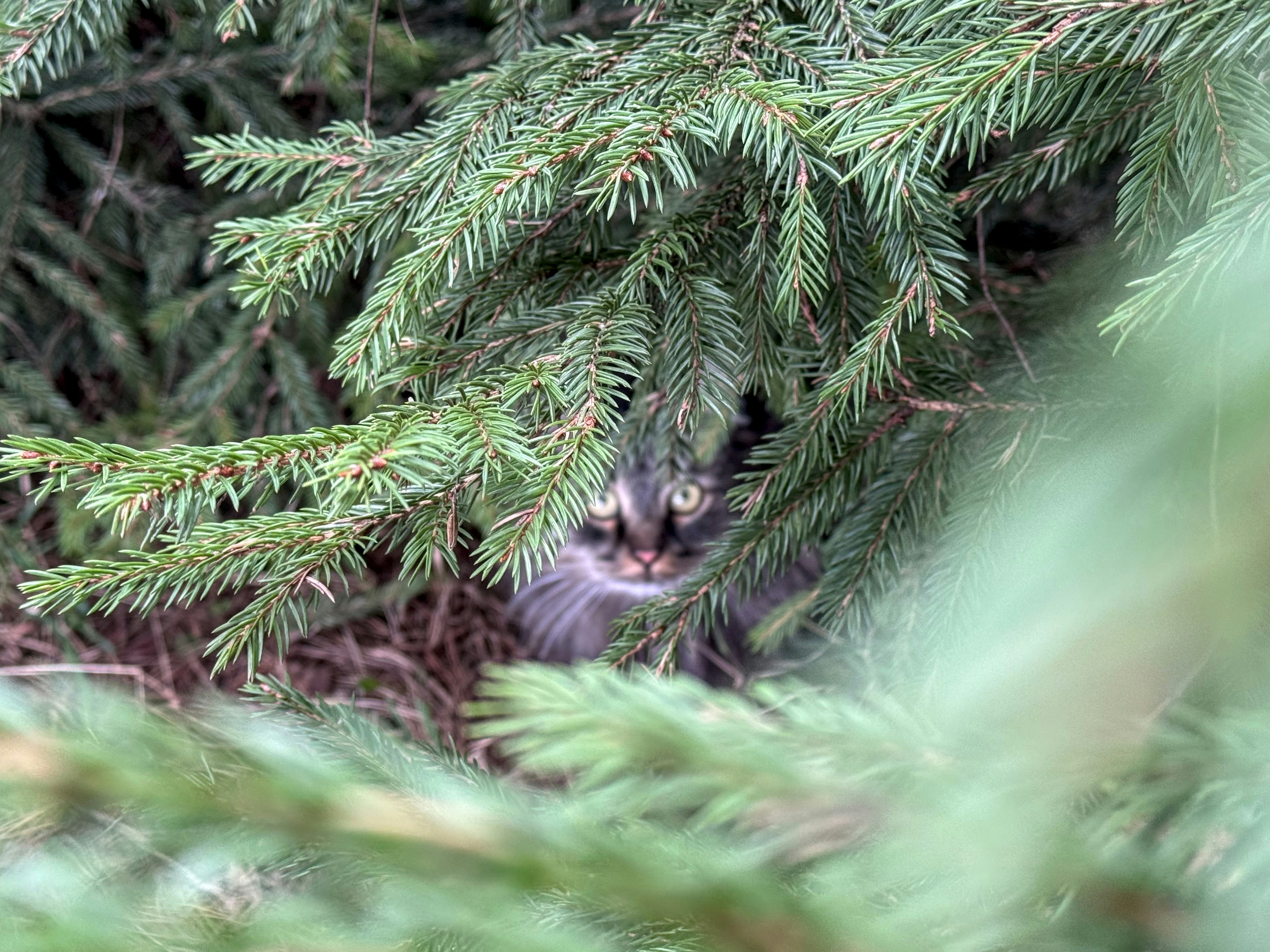 Hidden Pouncer: A Cat Framed by Evergreen Veil
