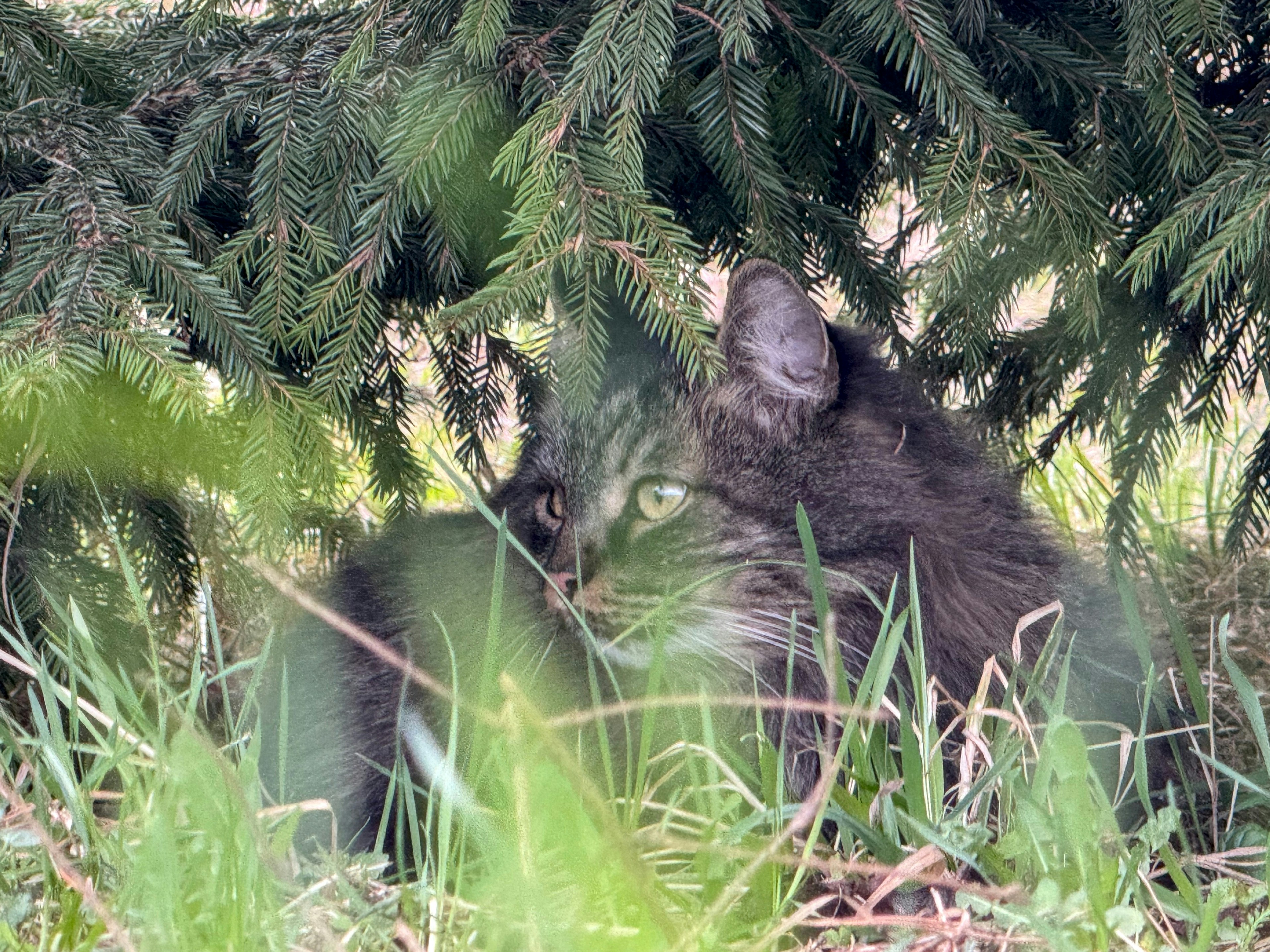 Hidden Hunter: A Domestic Cat Lurks in a Pine-Fringed Hideaway