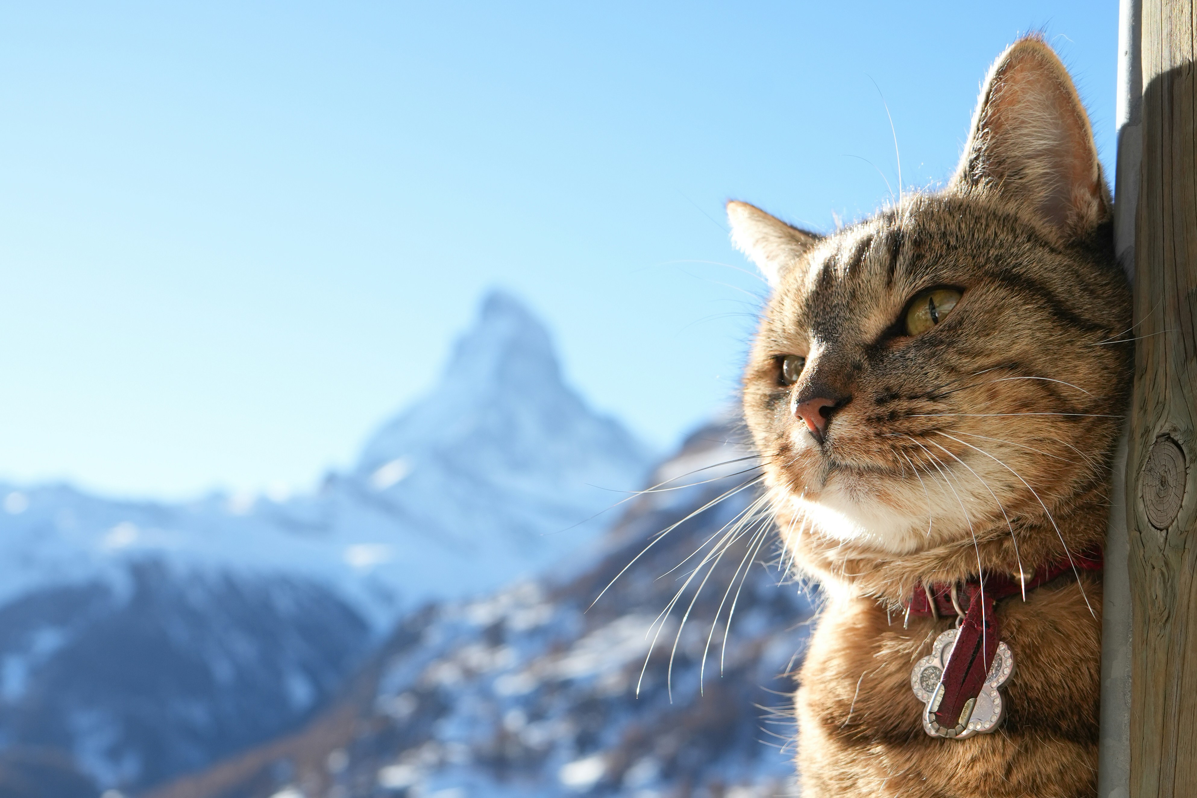 Sunlit Lean: A Cat's Quiet Lookout by the Cabin