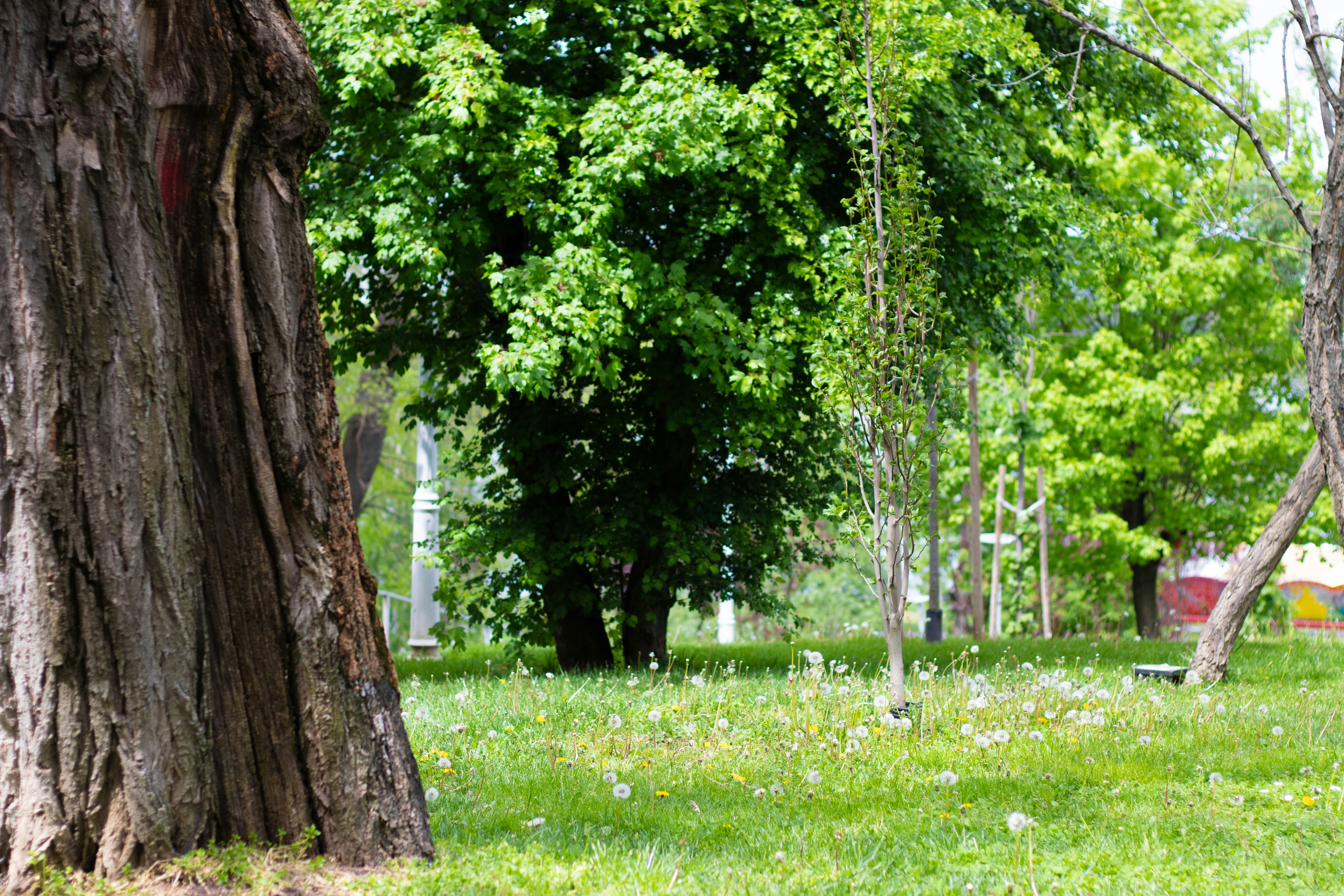 Sunny park clearing framed by ancient trunk and lush green canopy