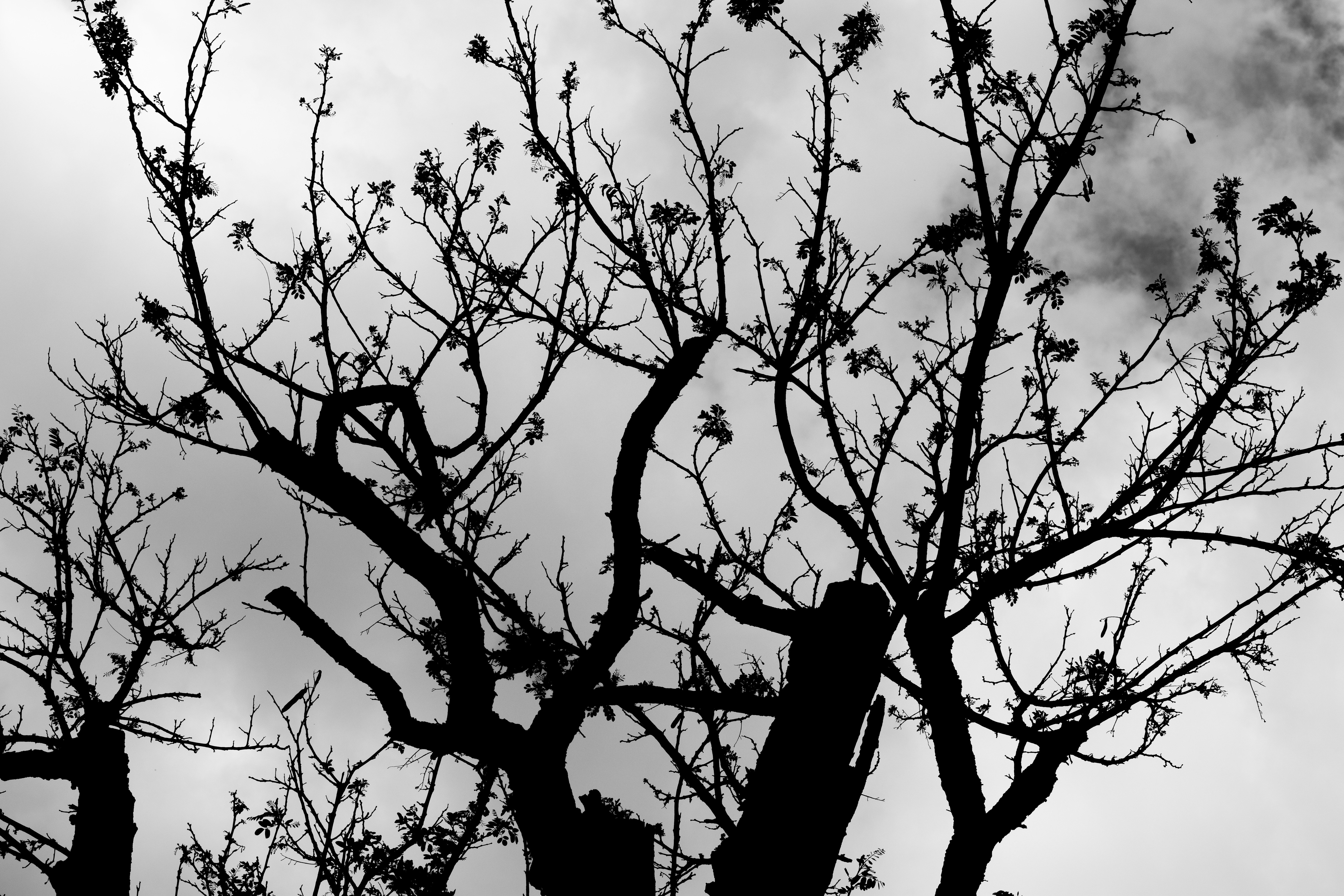 Silhouetted Orchard Silhouette Against a Moody Sky