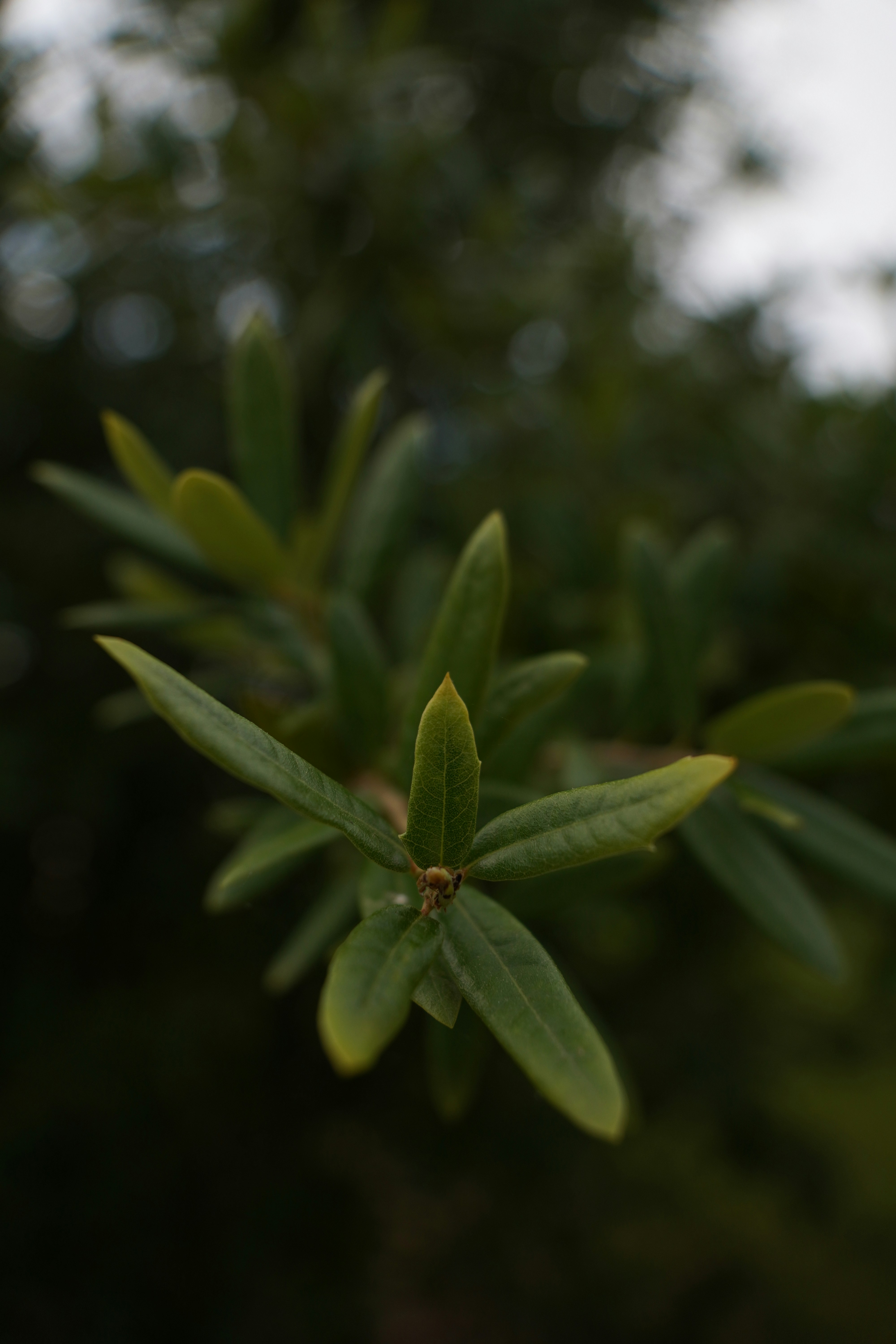 Close-Up of a Verdant Leaf Cluster Under Soft Natural Light
