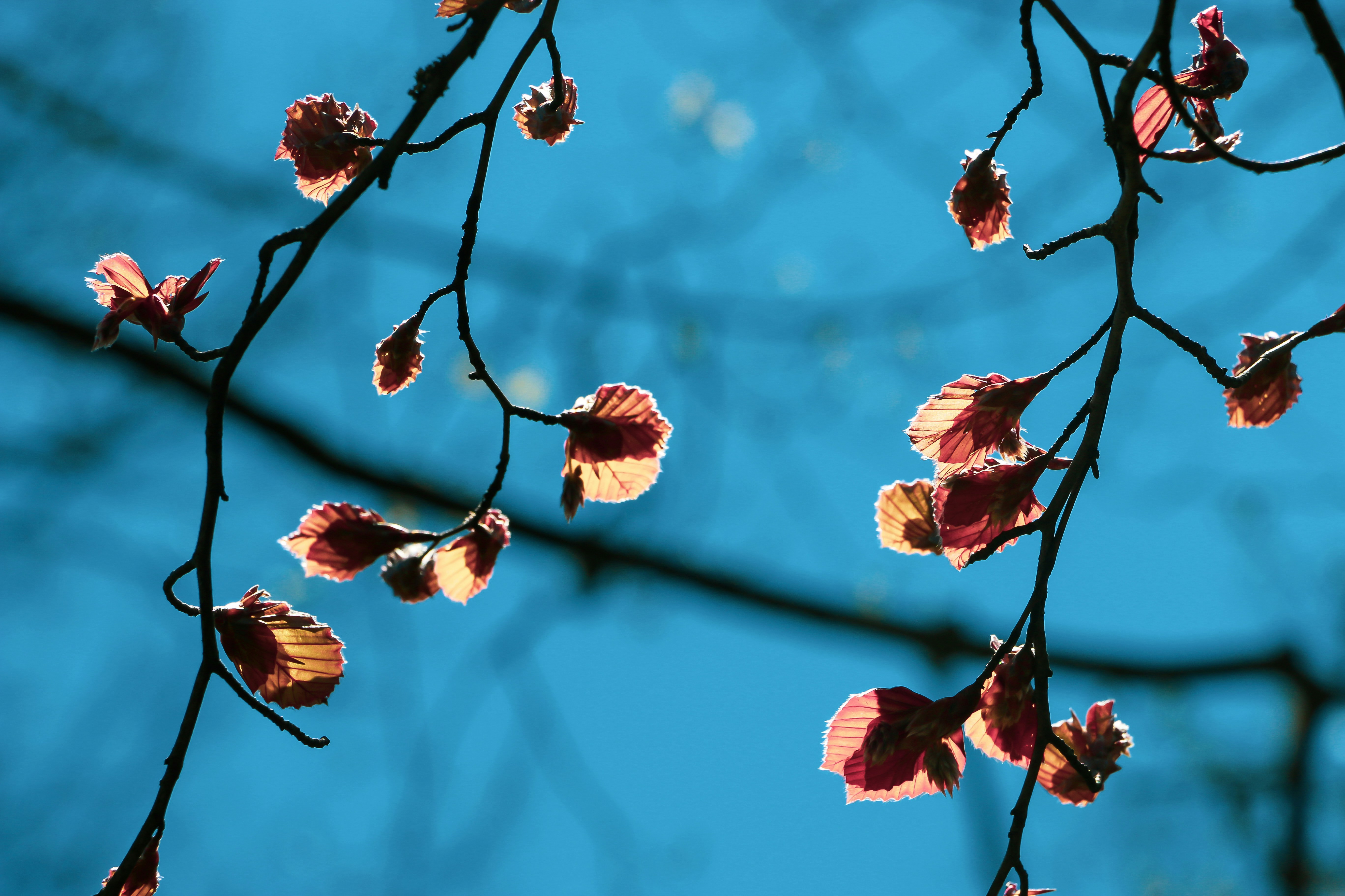 Delicate Leaves Against a Cyan Sky