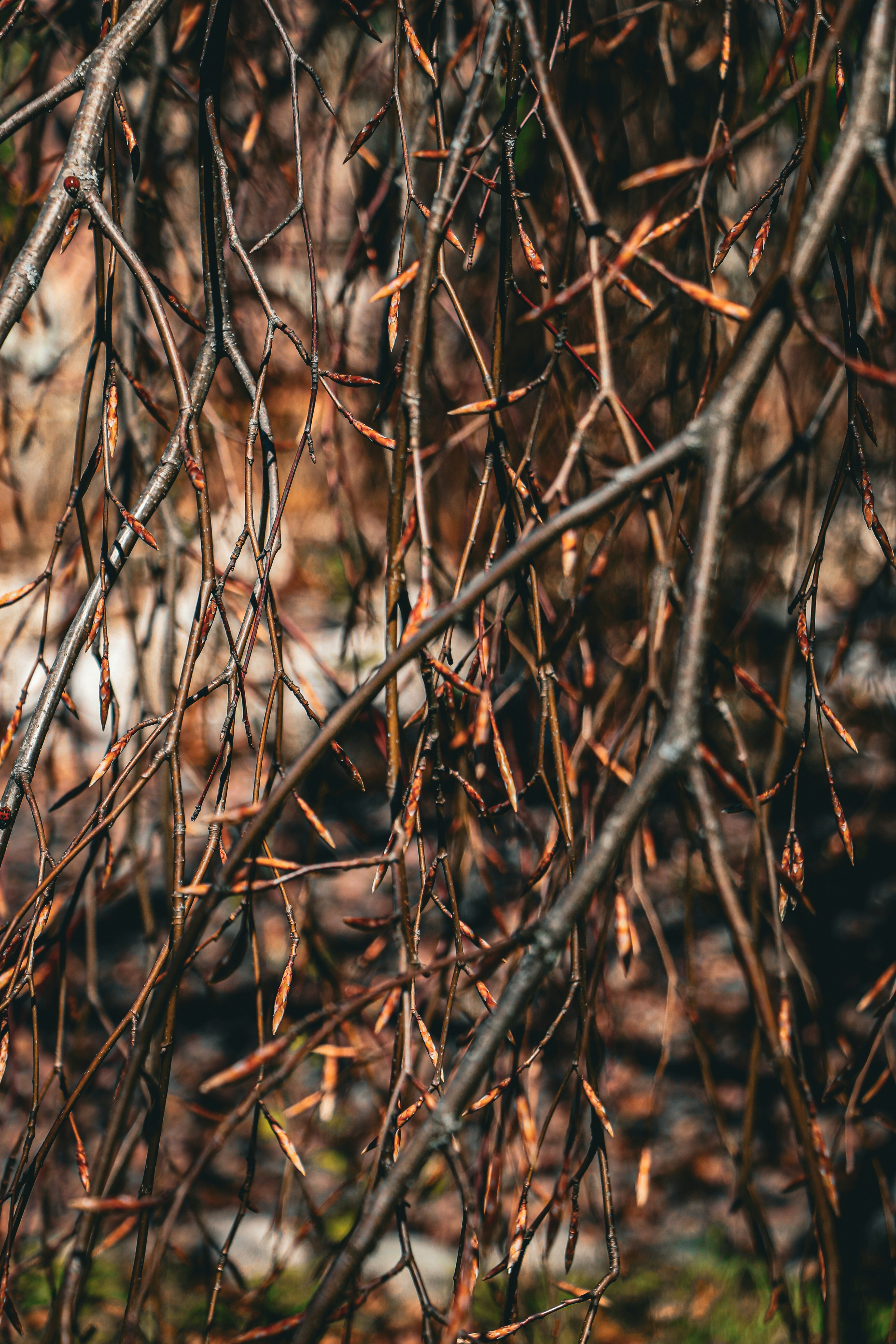 Bare Branches in Quiet Burn: A Close-Up of Autumn Twigscape