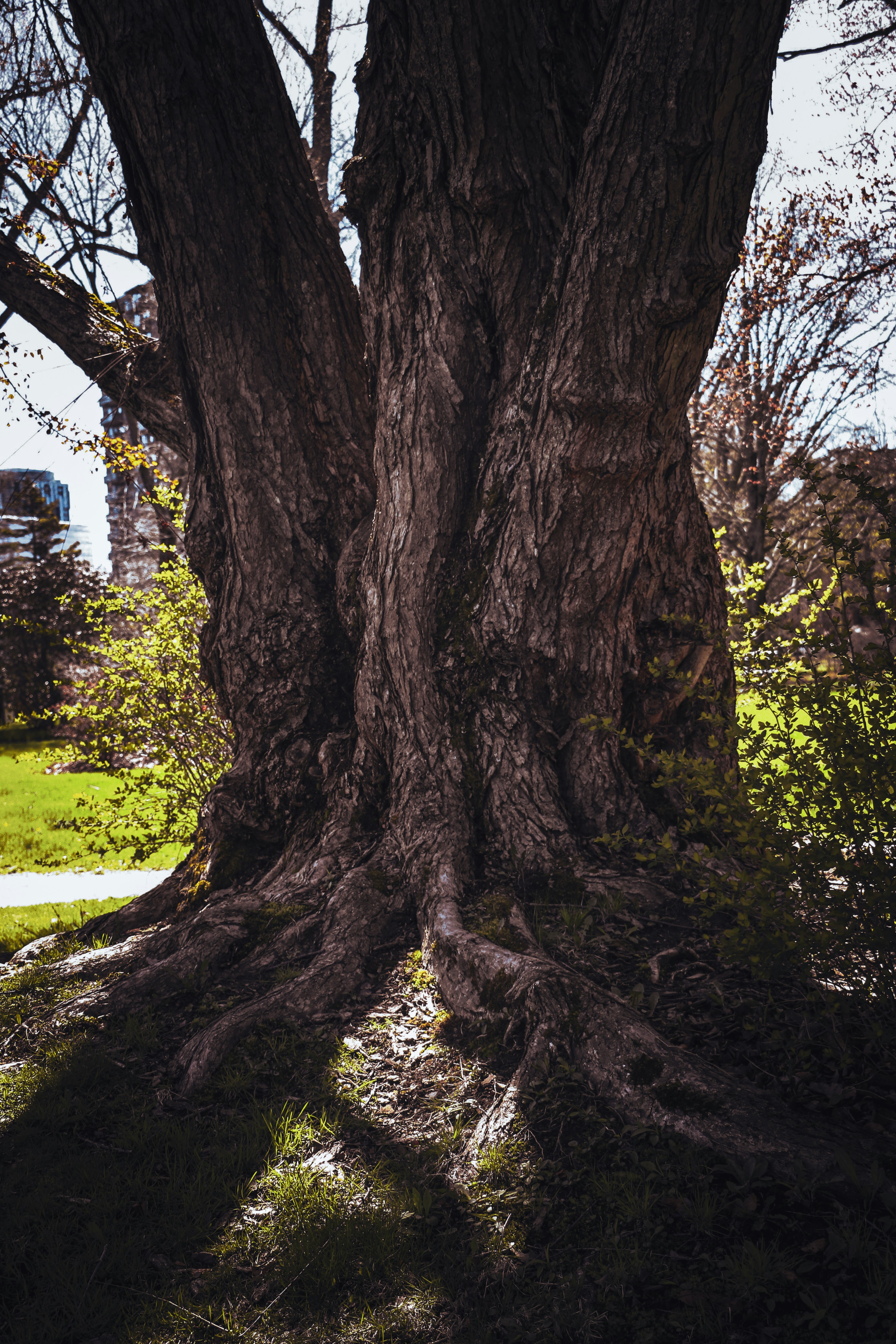 The Giant Trunk: a Living Monument in the Park