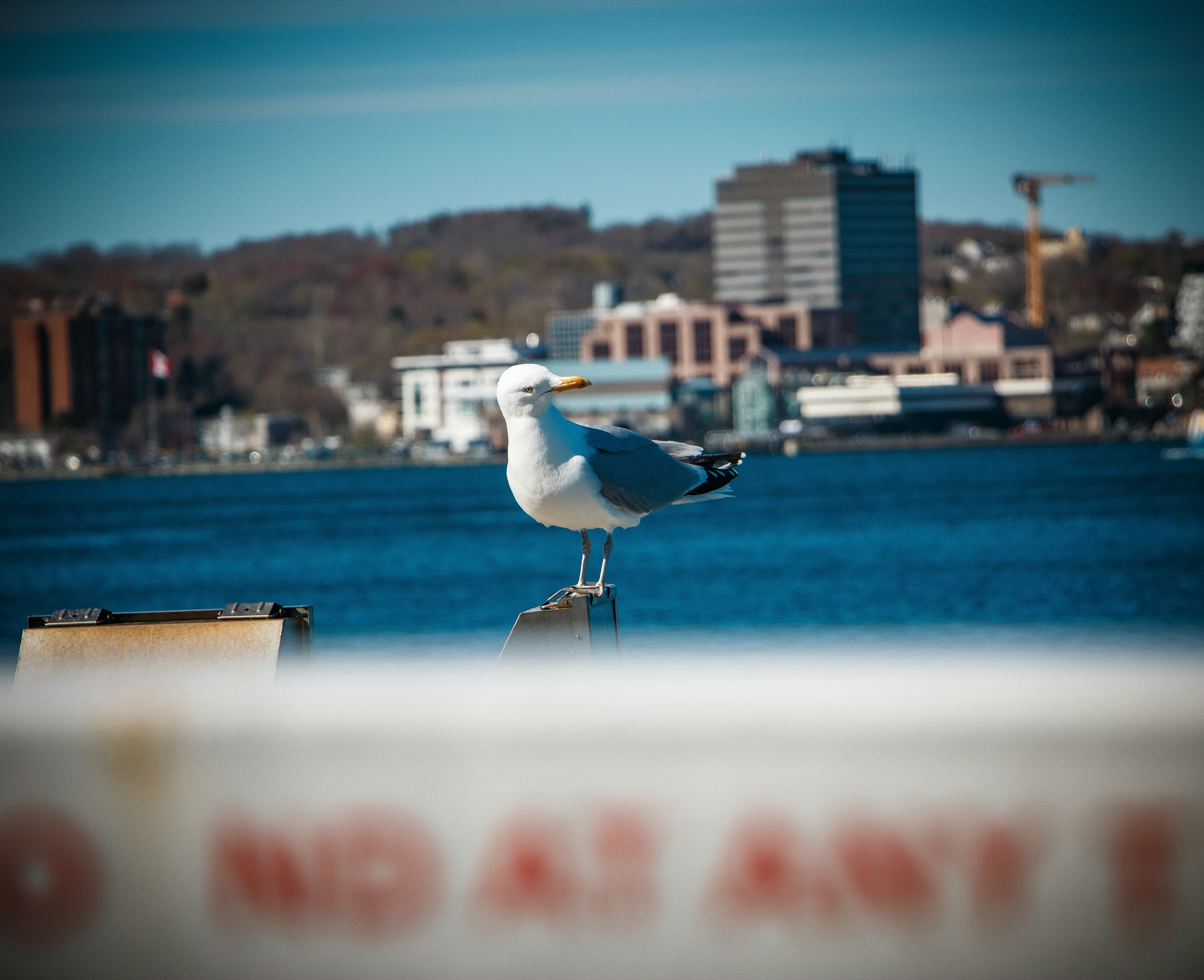 Seagull Sentinel by the Harbour Against a City Backdrop