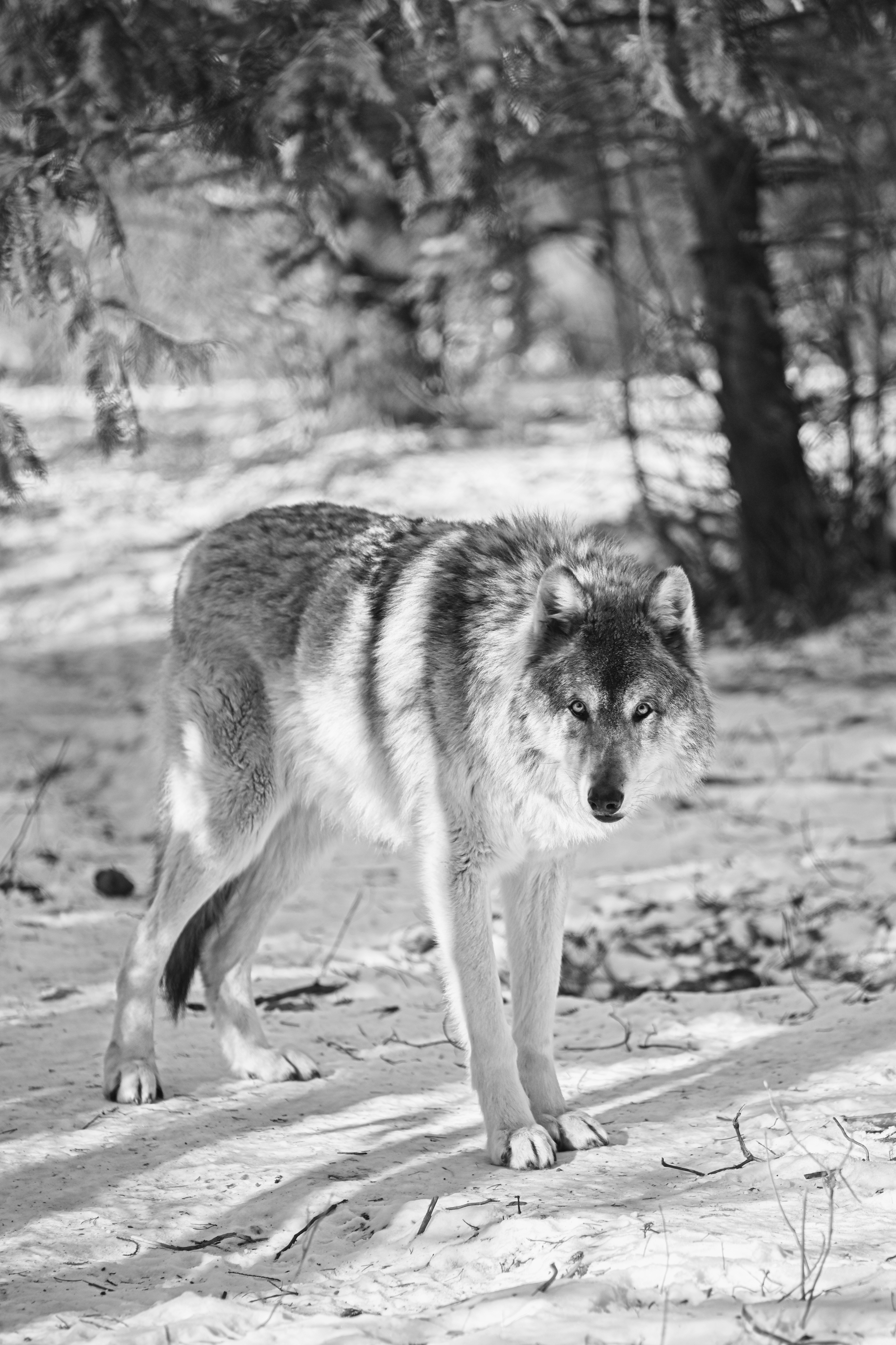 Winter Wolf Suspicion: A Lone Canid Stares Down the Frame